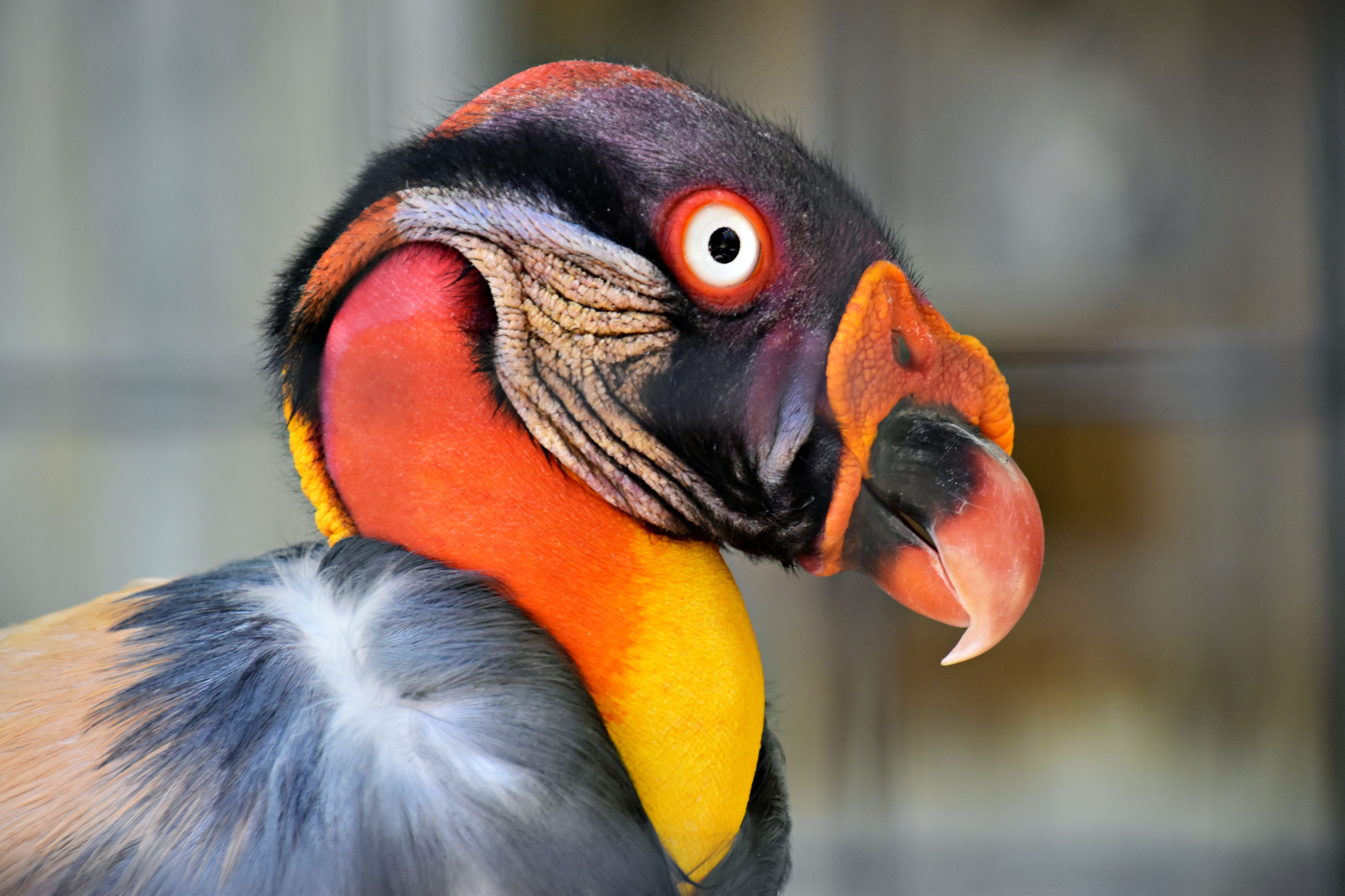 A King Vulture · Free Stock Photo