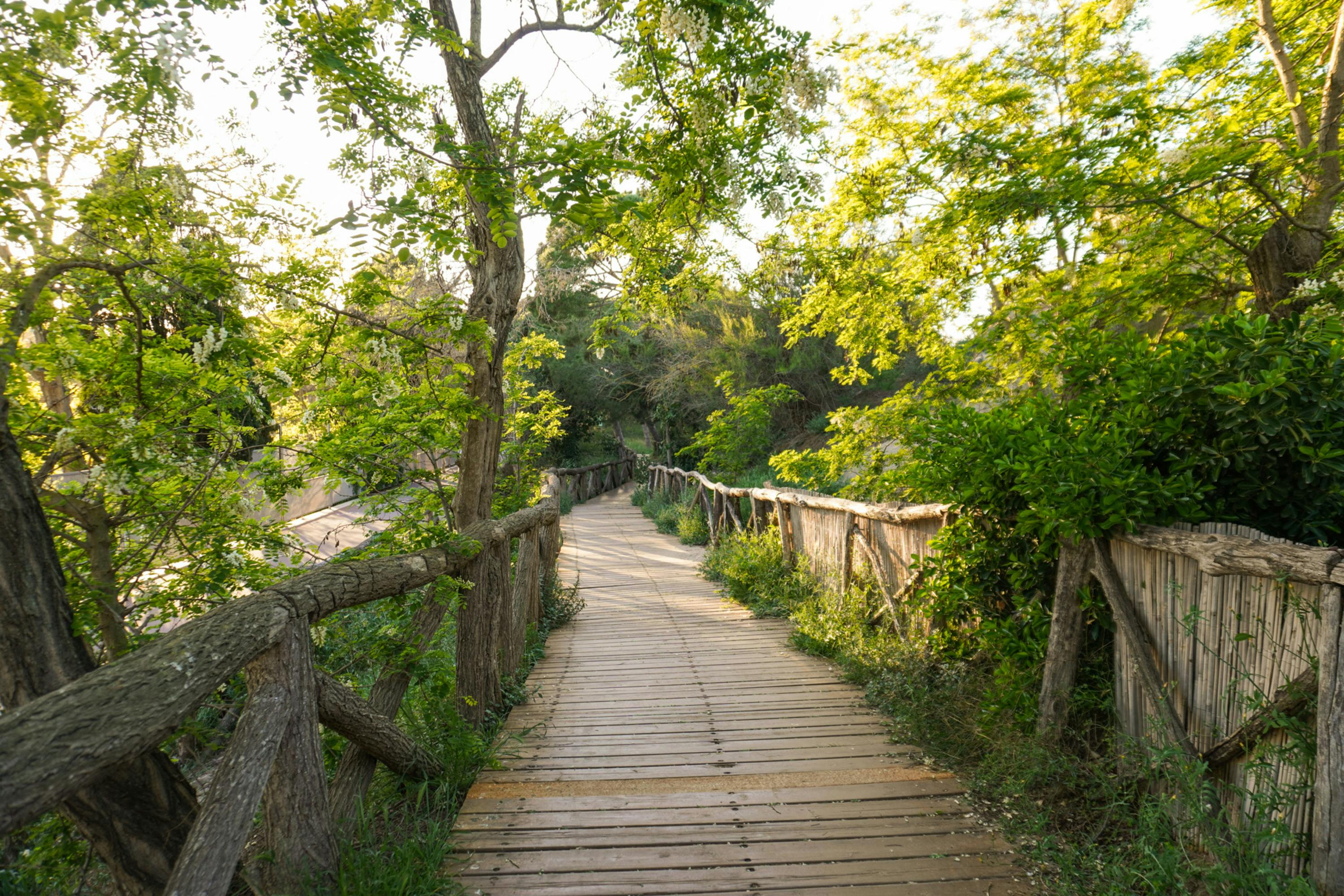 Wooden Path Among Shrubs · Free Stock Photo