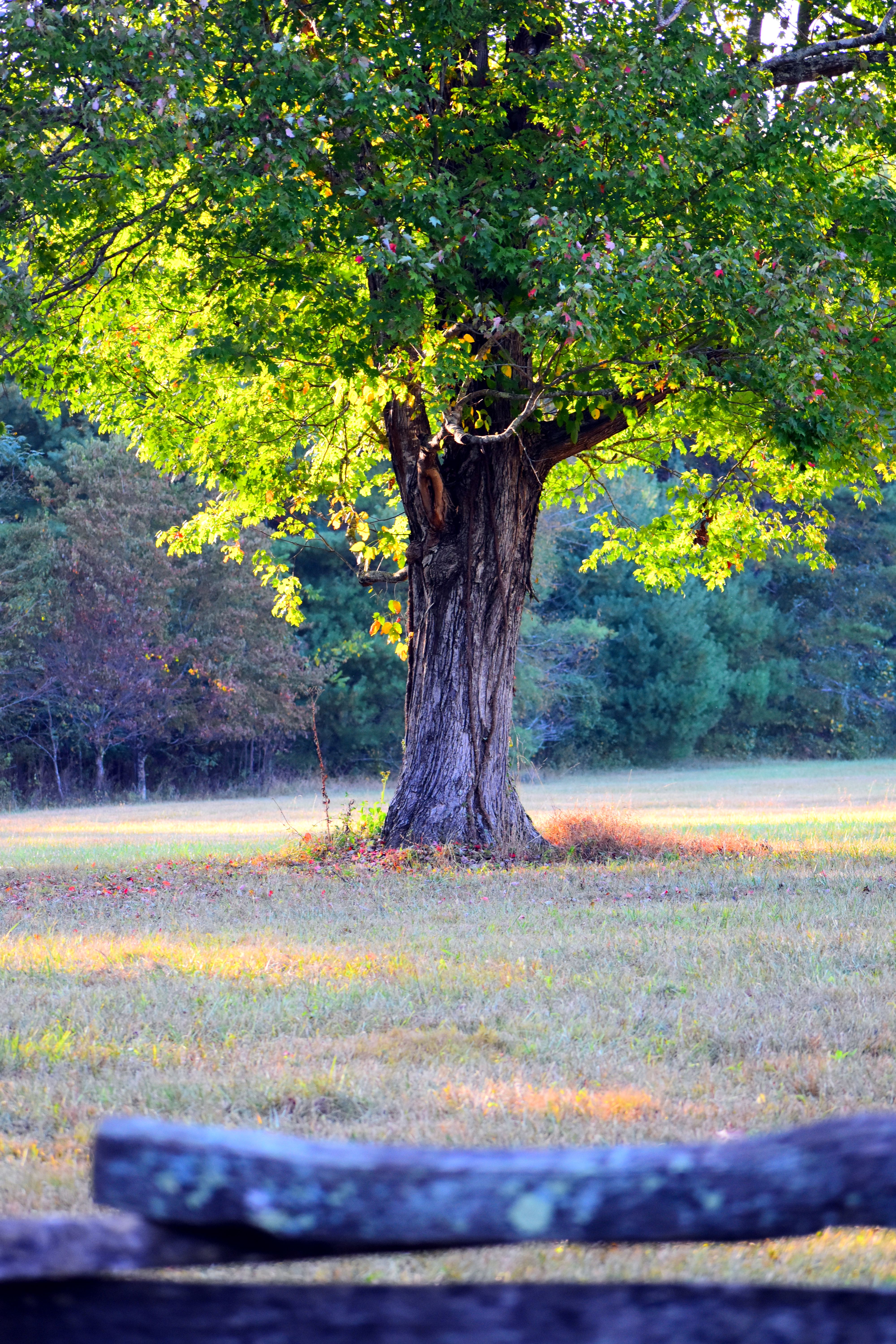 Lone Tree · Free Stock Photo