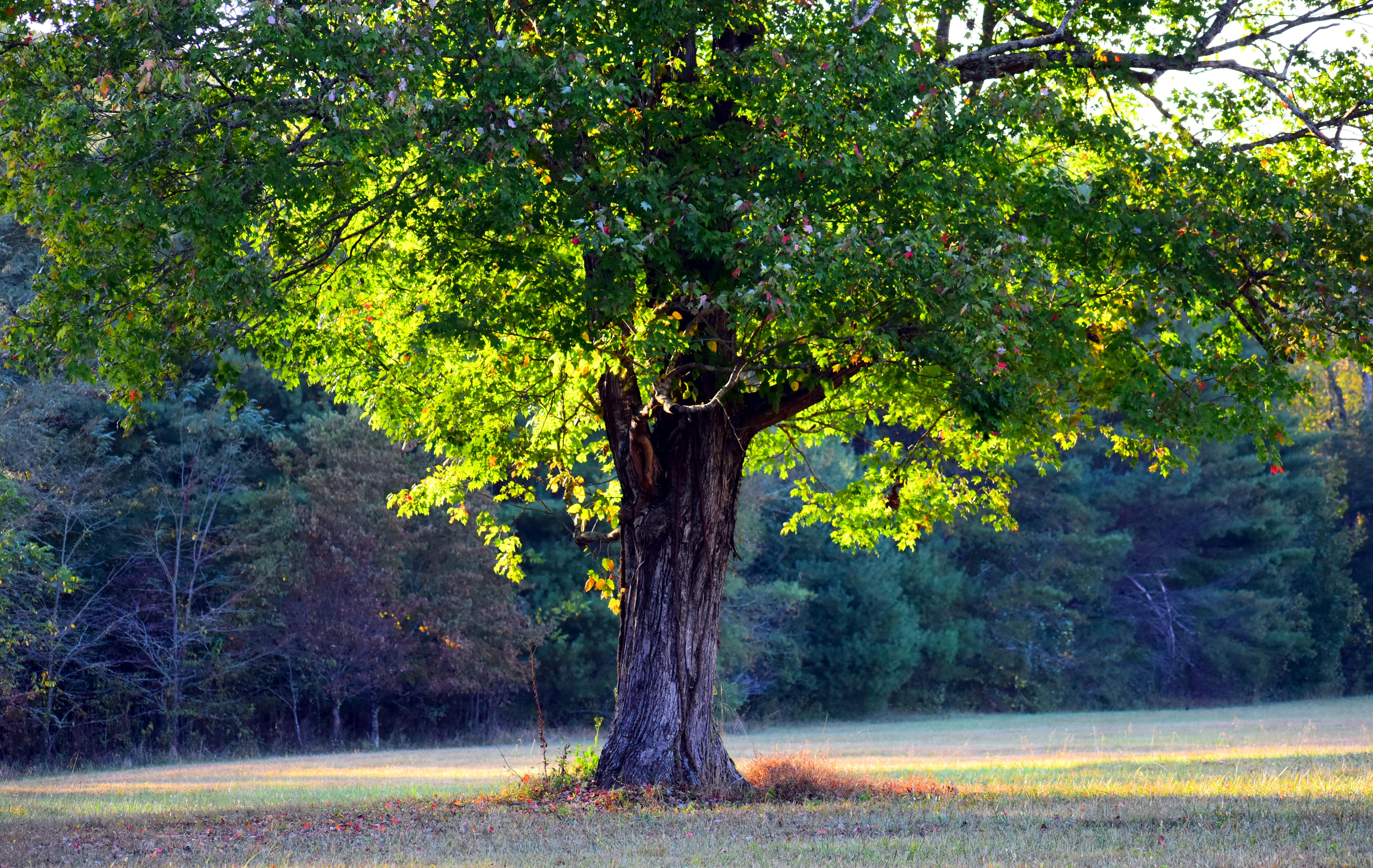 Stand Alone Tree Photos, Download The BEST Free Stand Alone Tree Stock ...