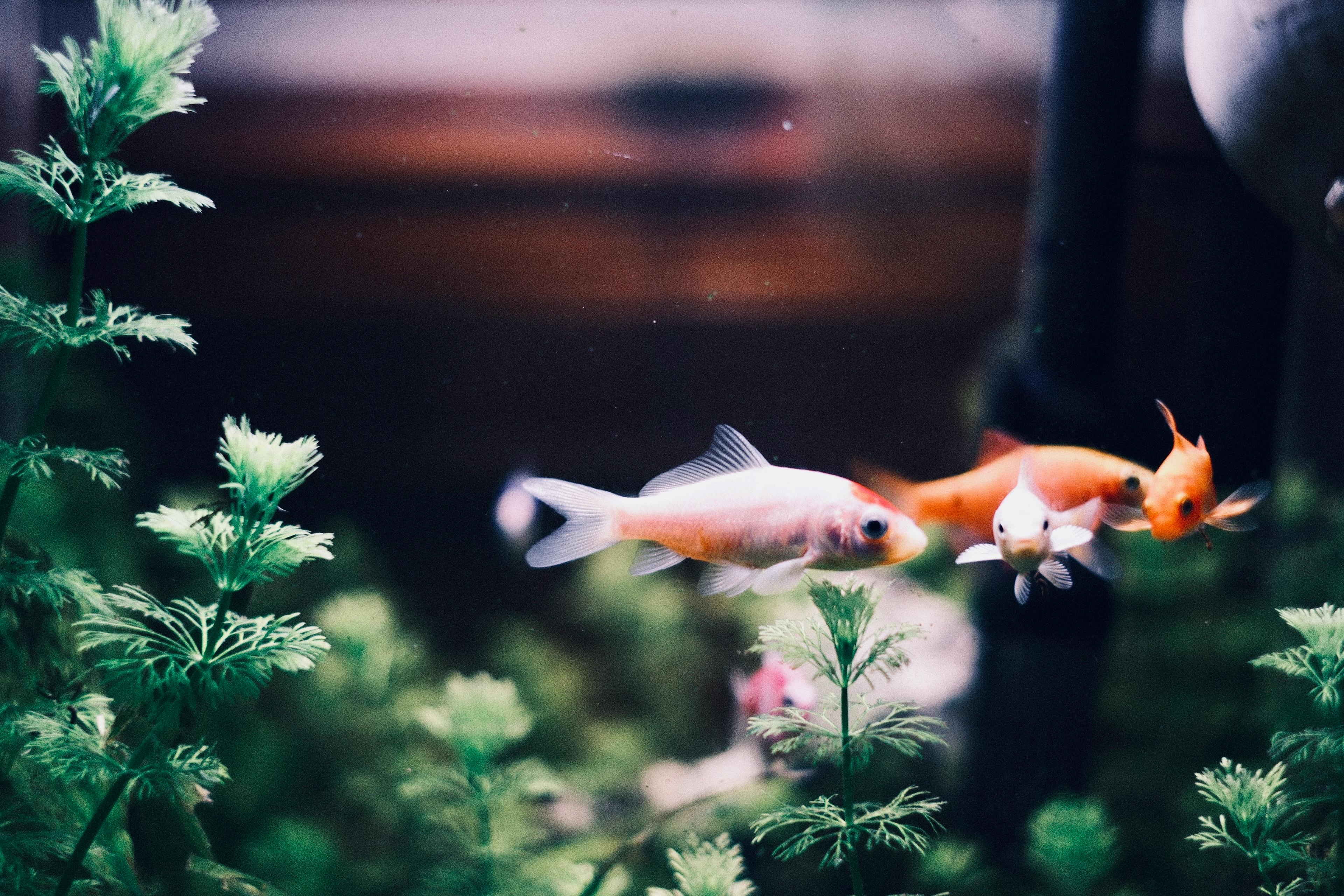 Comet Fish in a Tank · Free Stock Photo