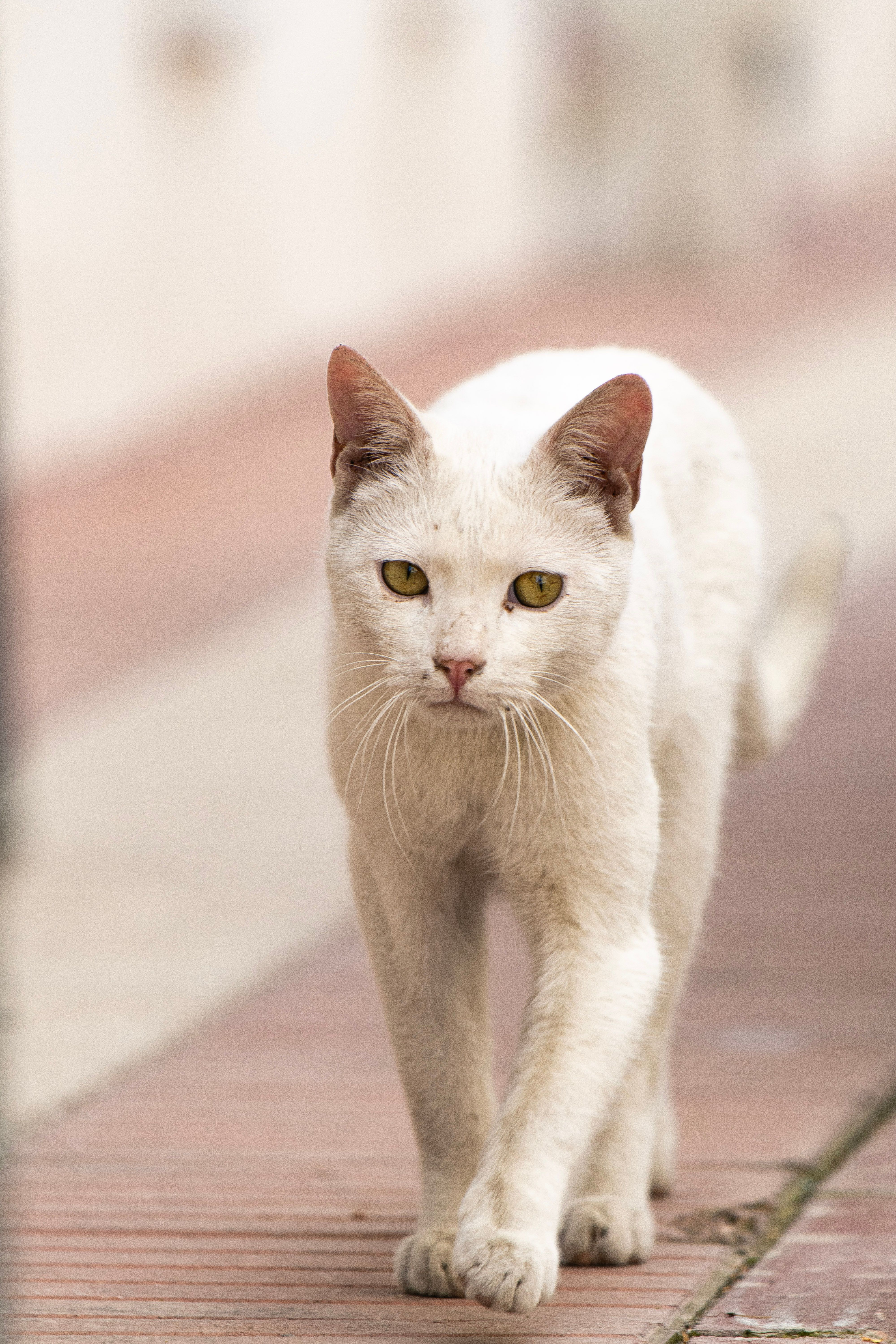 Stray Cat Walking the Streets · Free Stock Photo