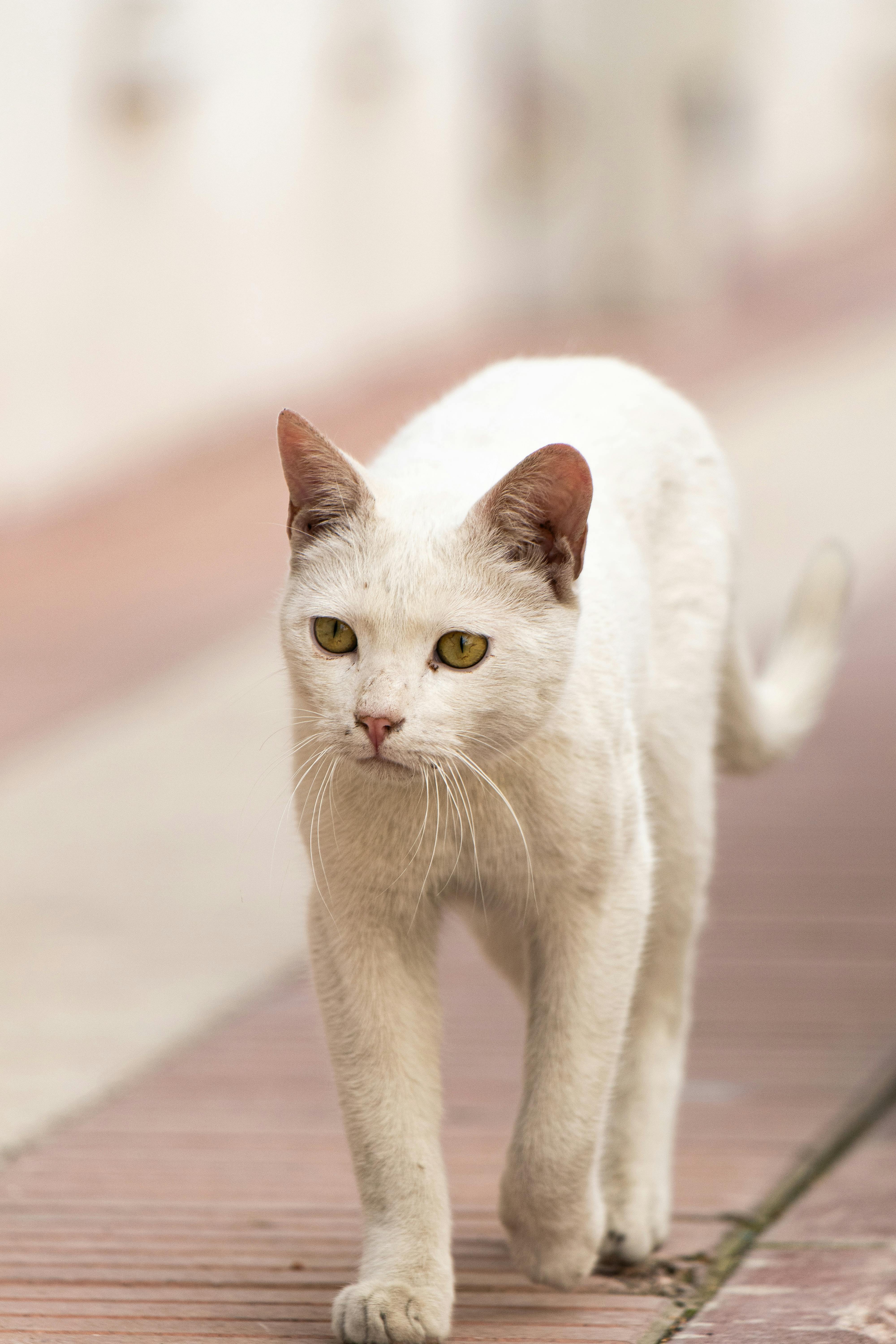 Stray Cat Walking the Streets · Free Stock Photo