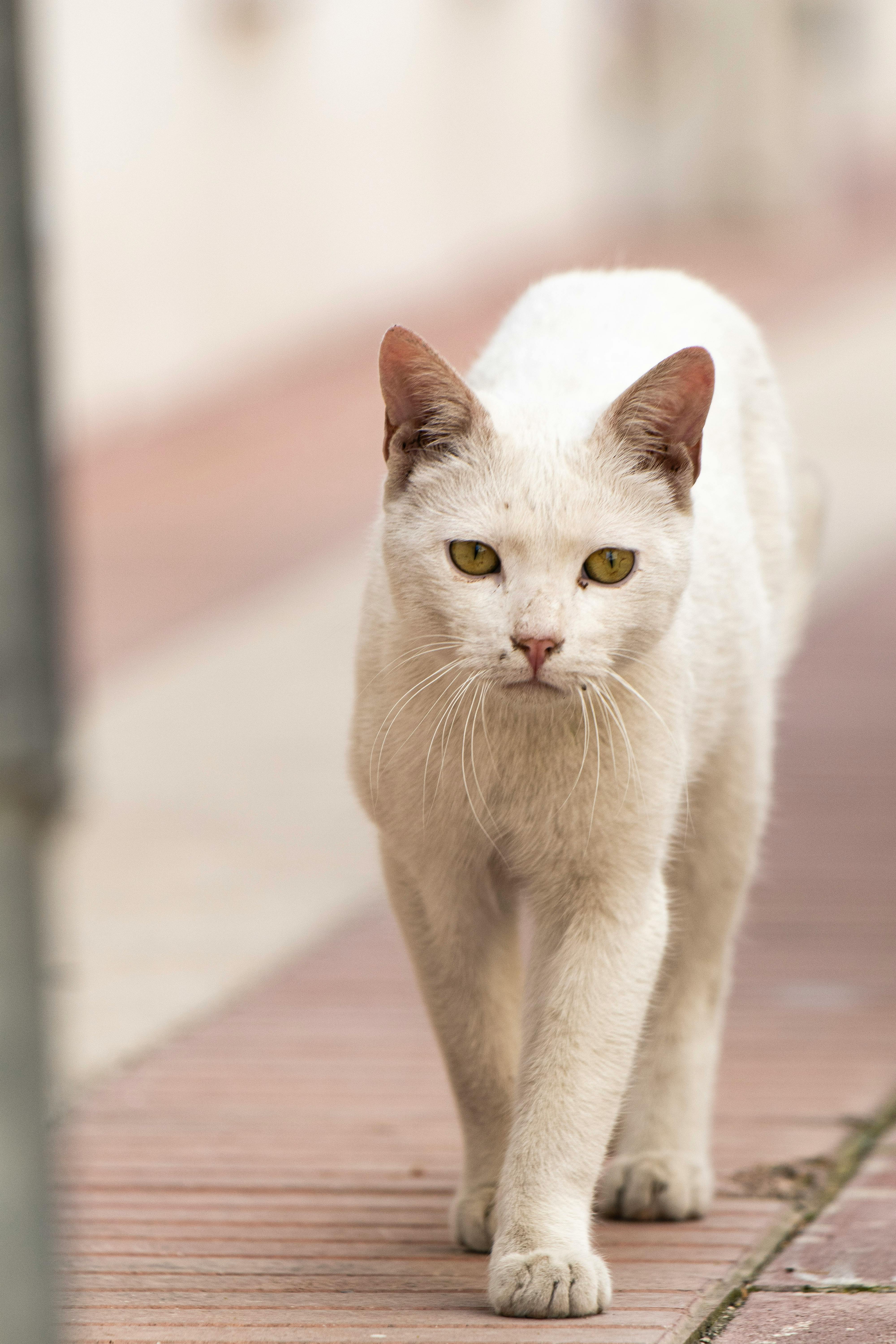 White Cat Walking on a Sidewalk · Free Stock Photo