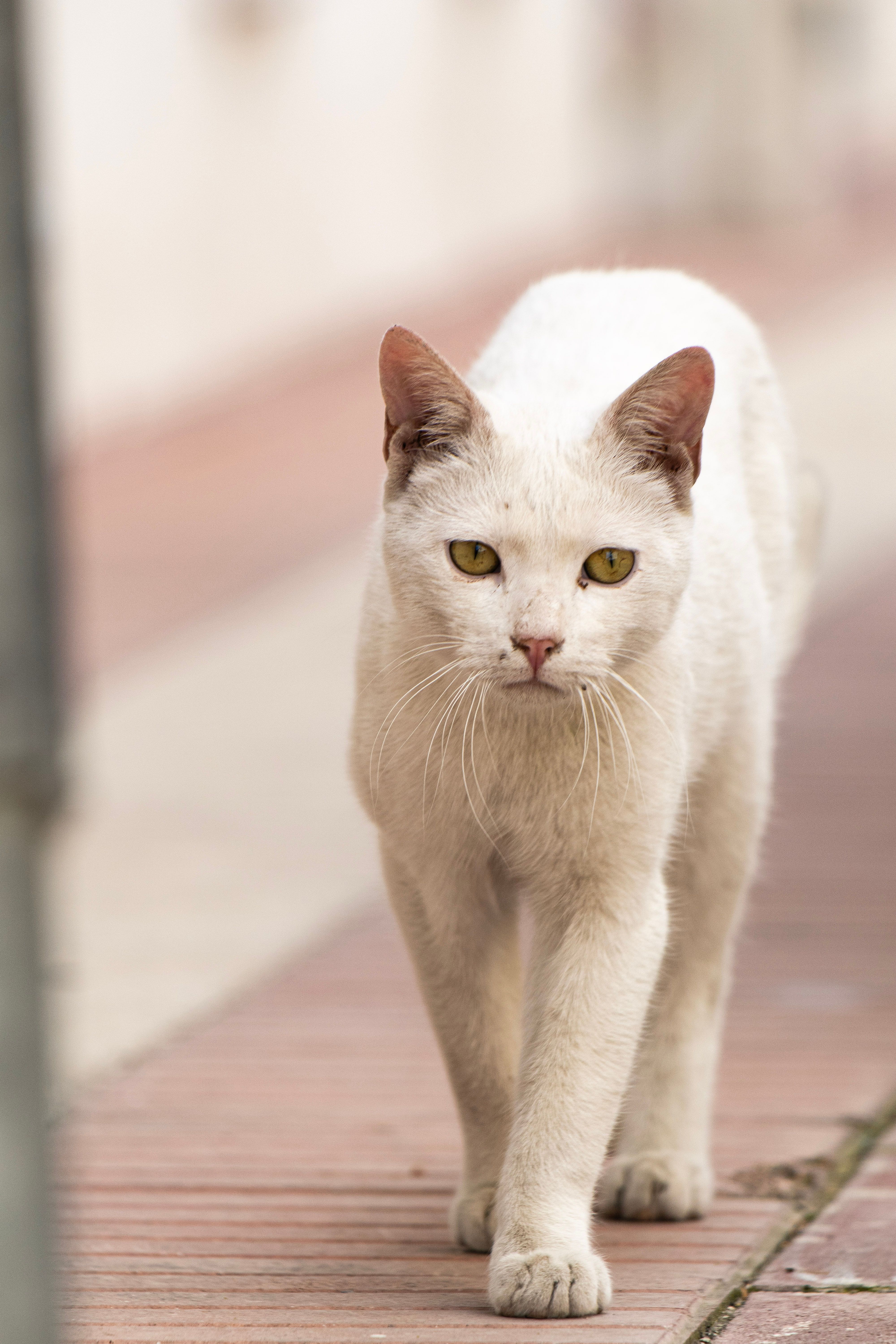White Cat Walking on a Sidewalk · Free Stock Photo