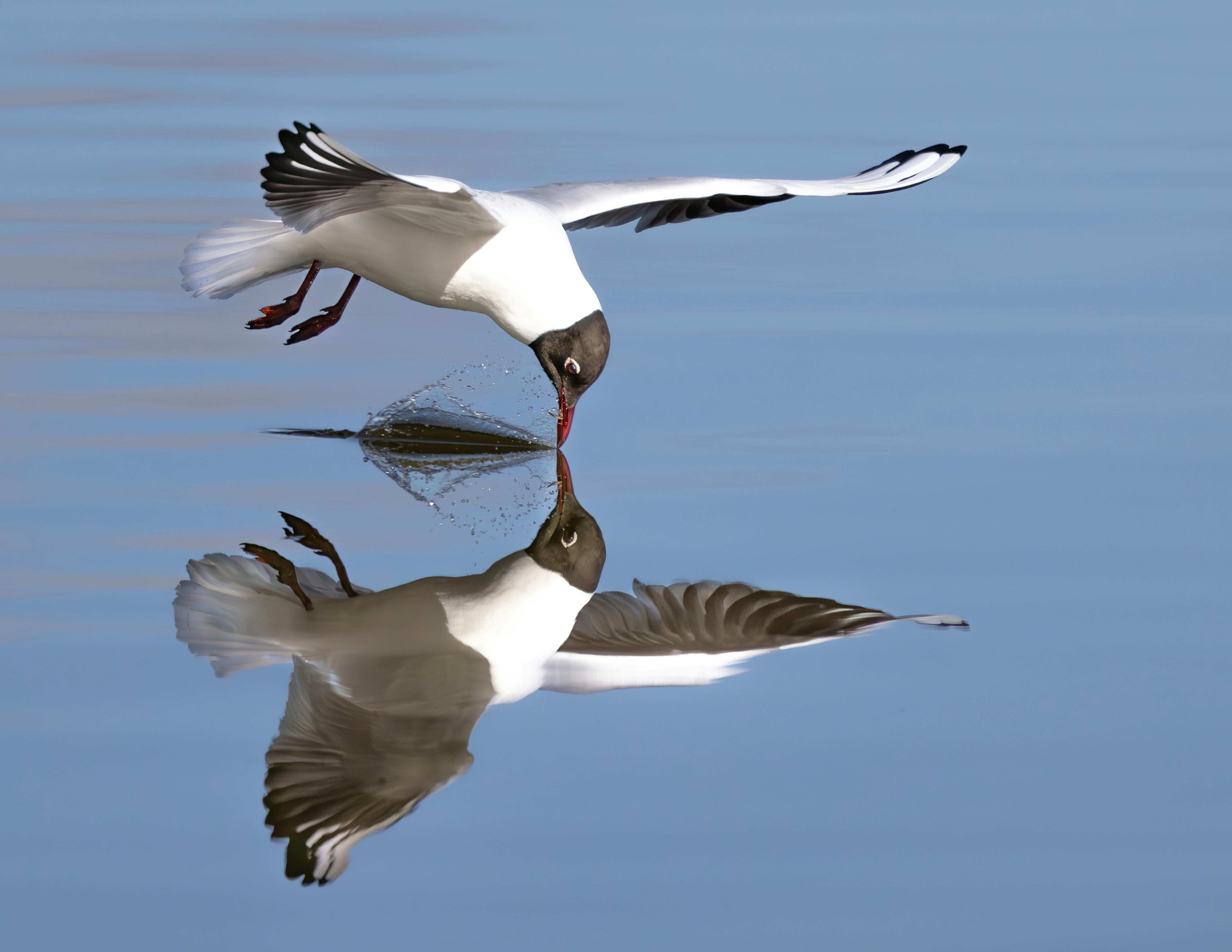 Gull and Its Reflection on Water of Lake · Free Stock Photo
