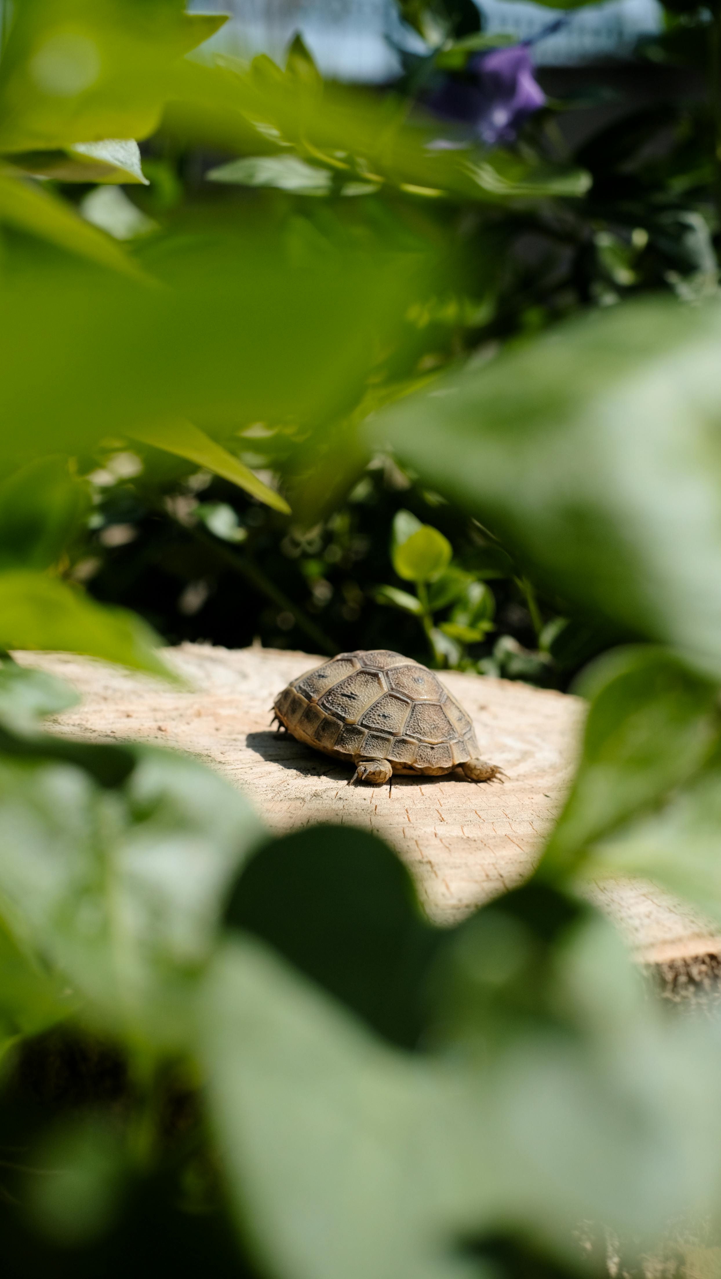 Turtle behind Plants Leaves · Free Stock Photo