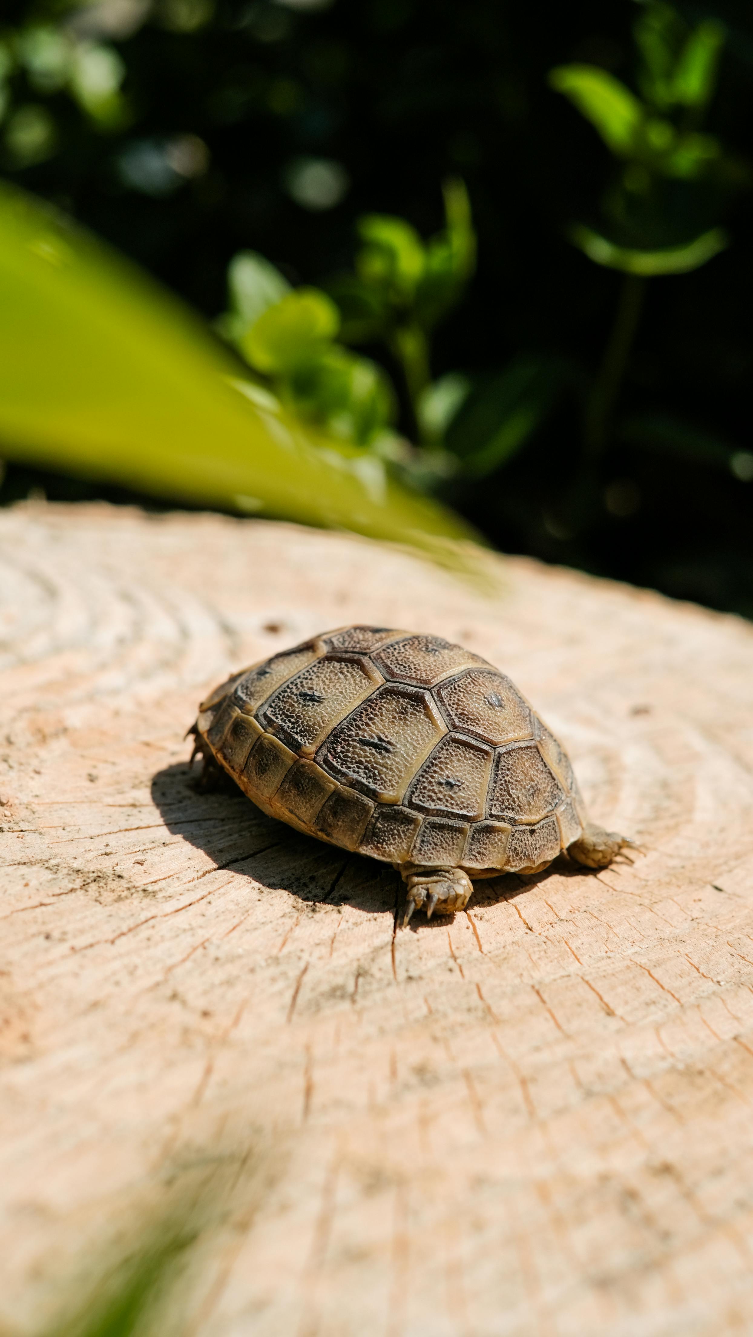 Turtle in Shell · Free Stock Photo