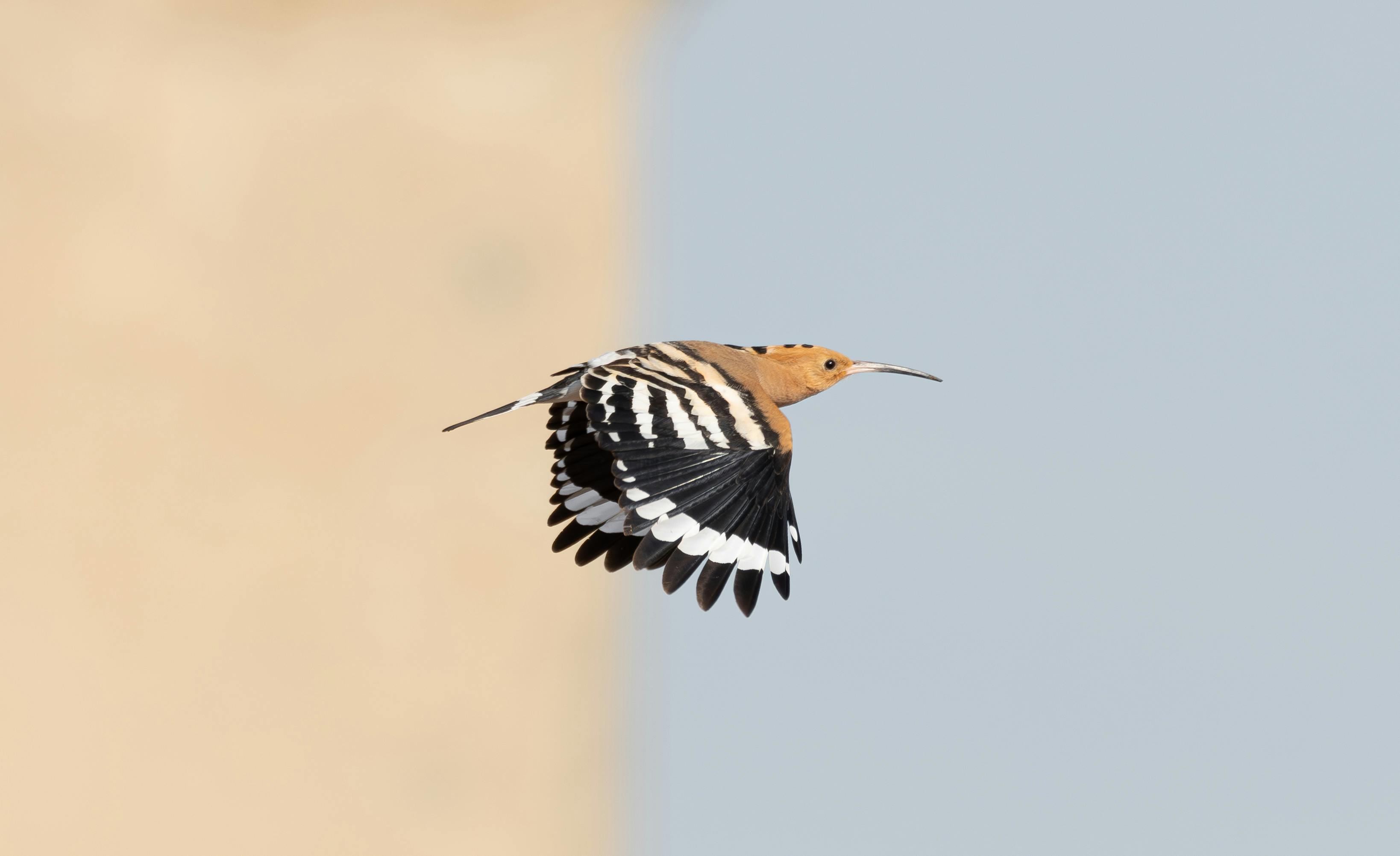 Eurasian Hoopoe Flying · Free Stock Photo