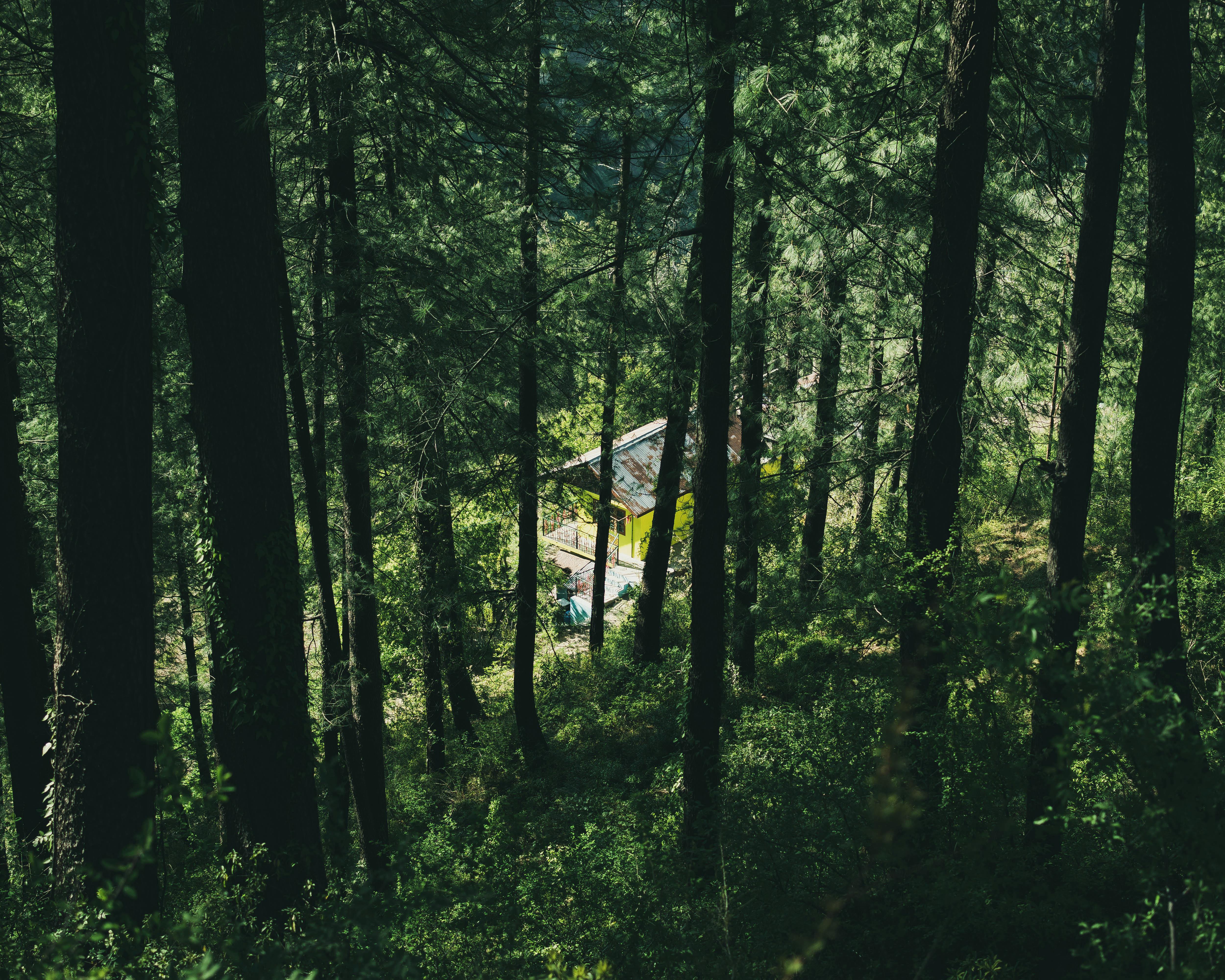 A Cottage in a Forest · Free Stock Photo