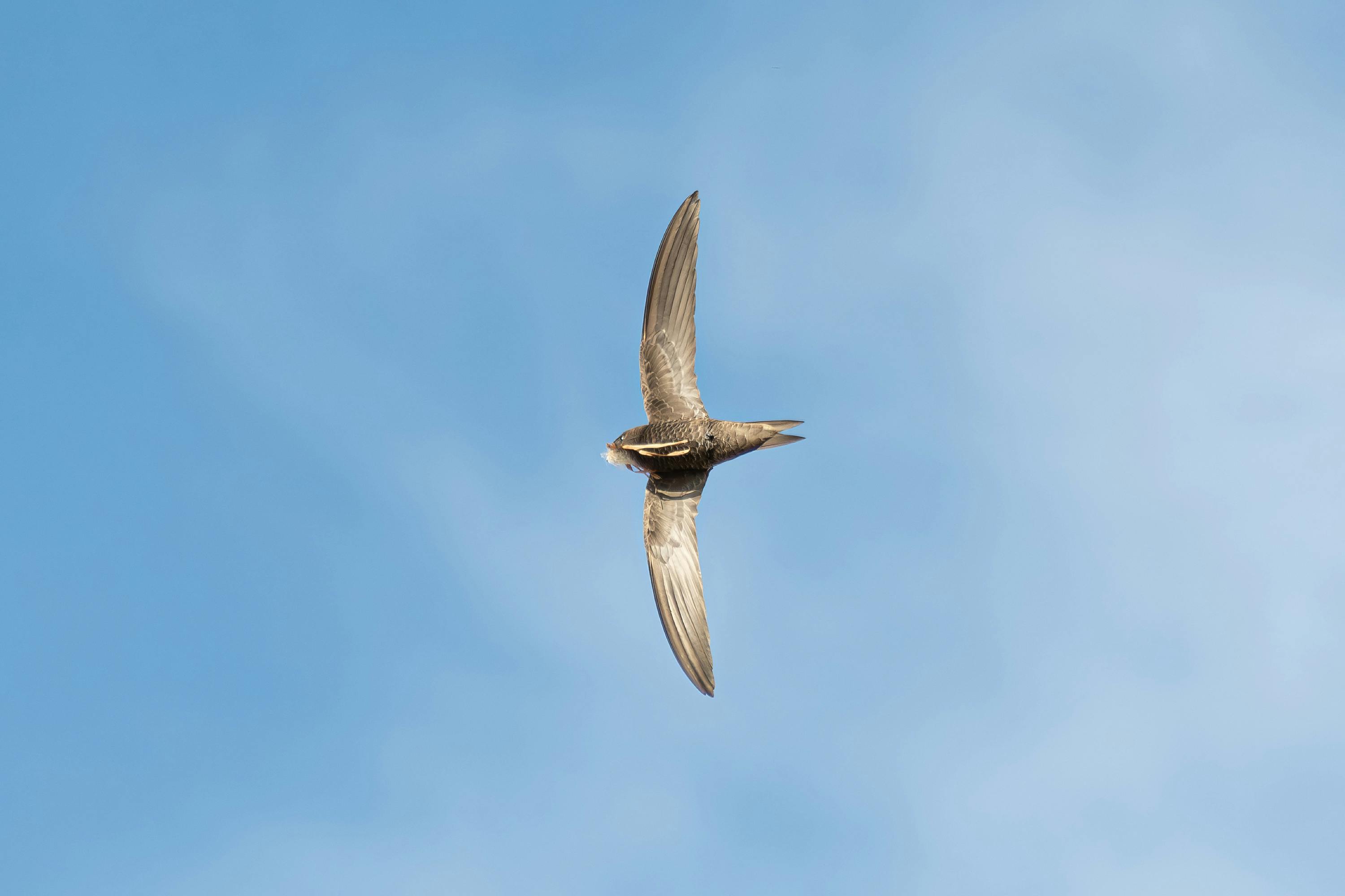 Flying Frames Photos, Download The BEST Free Flying Frames Stock Photos ...