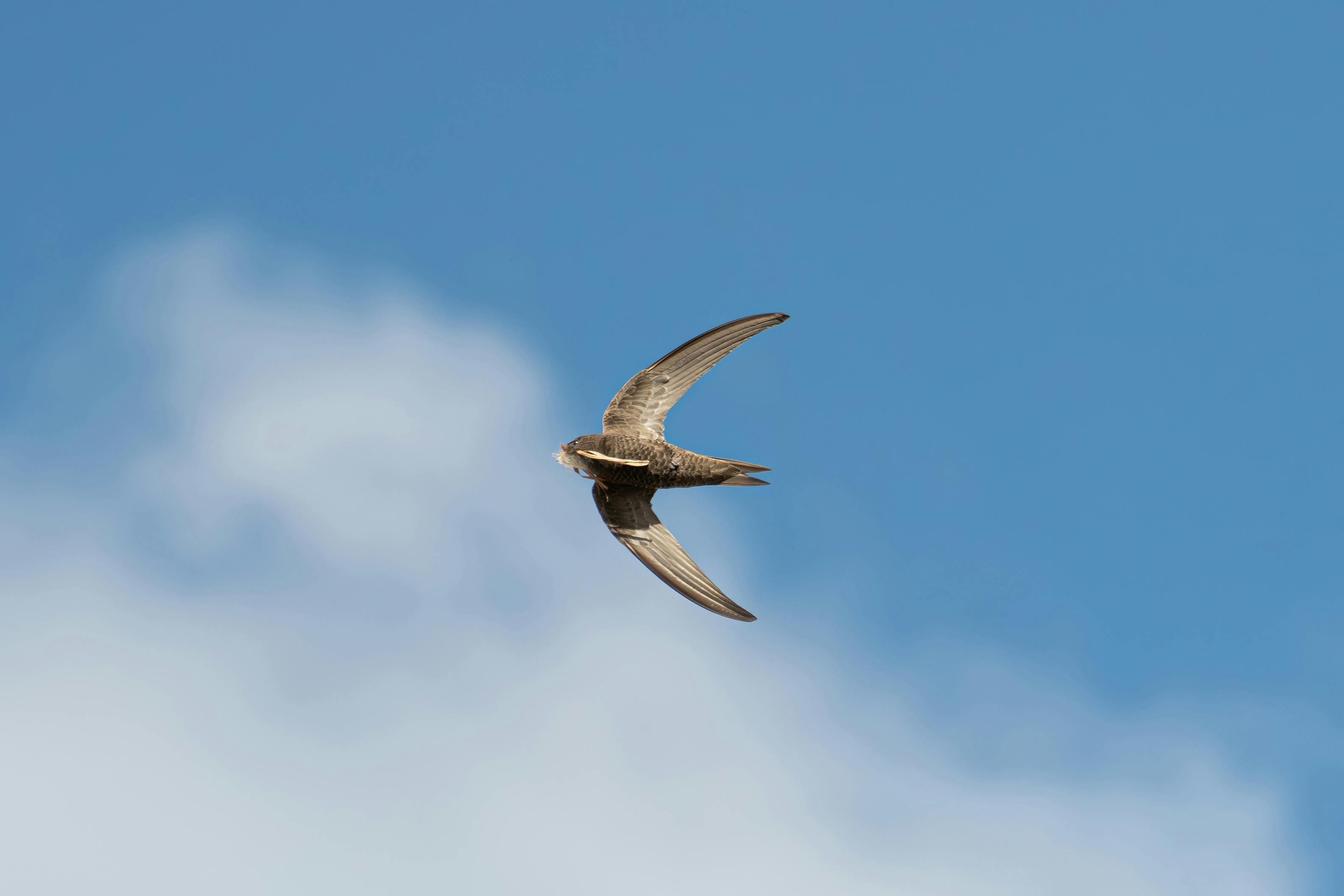 common-swift-bird-flying · Free Stock Photo