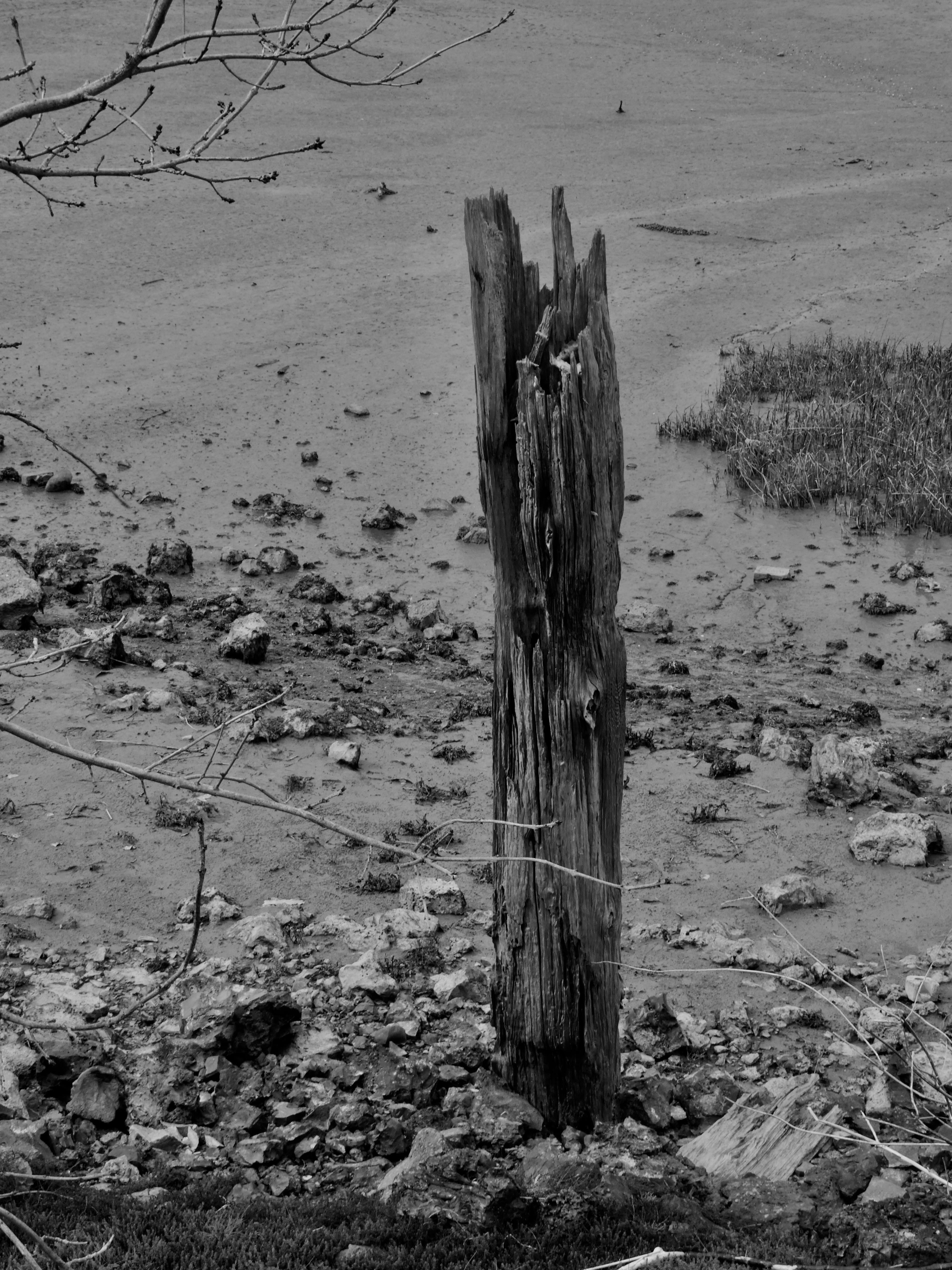 A black and white photo of a tree stump · Free Stock Photo