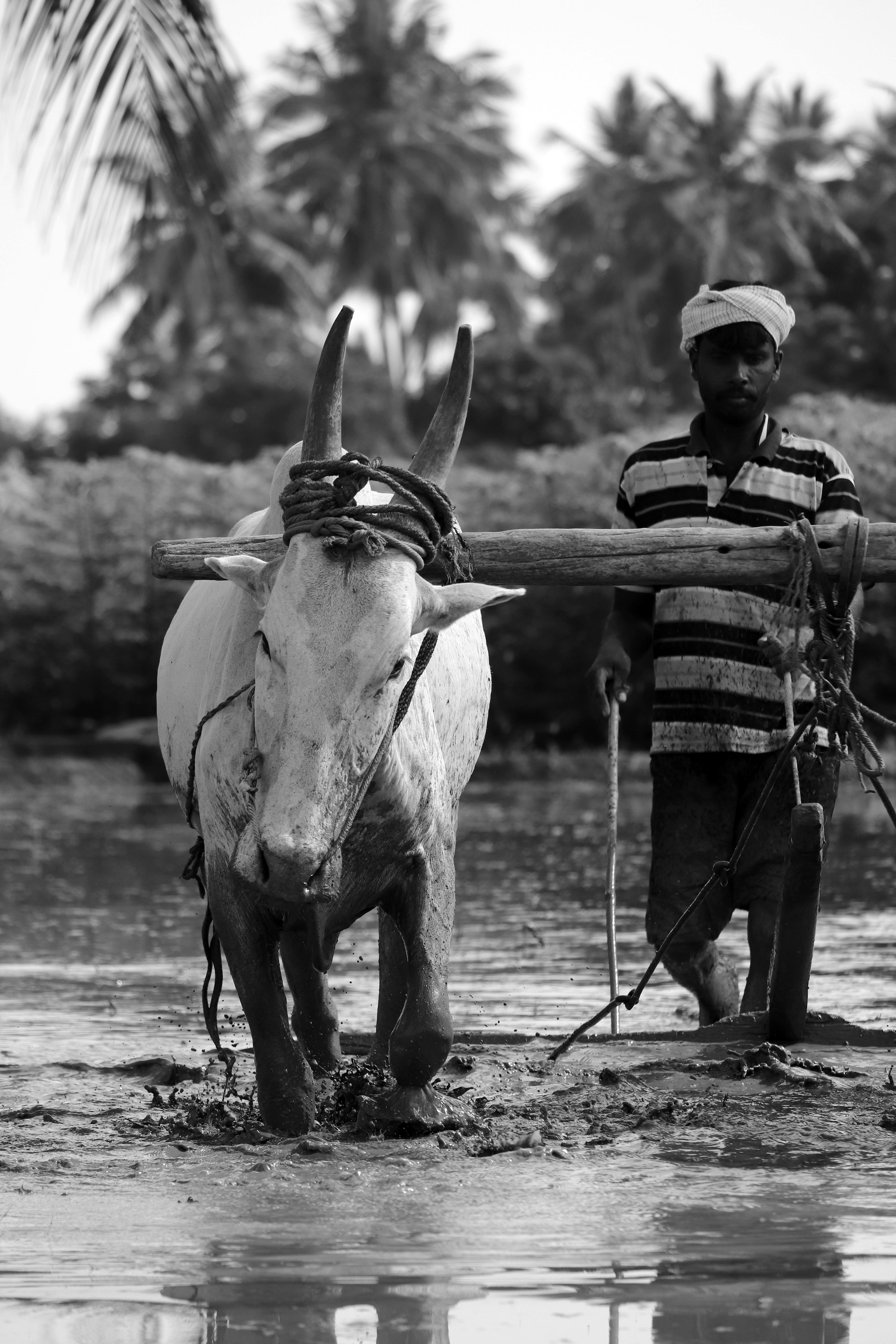 Farmer with Ox on Field in Water · Free Stock Photo
