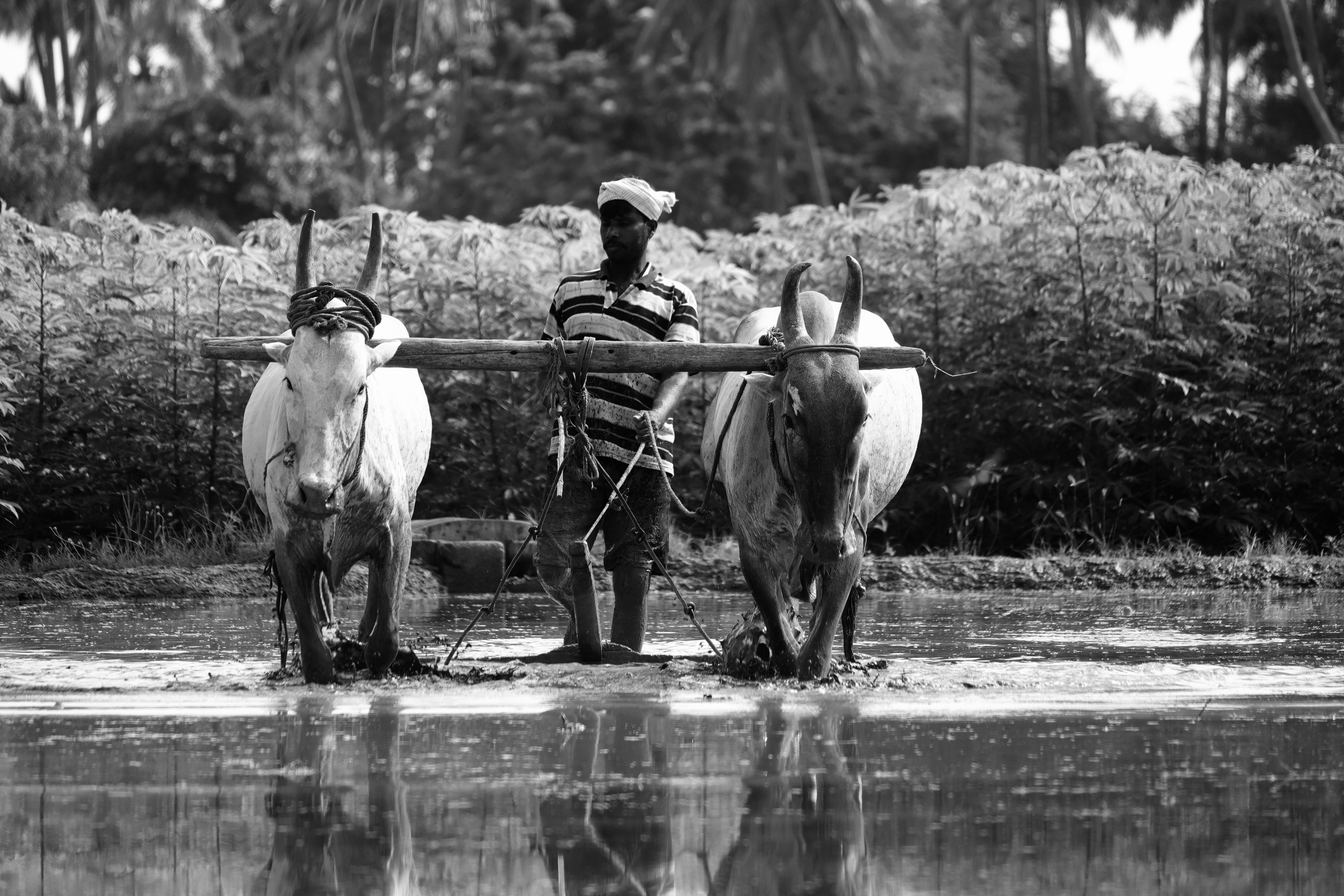 Farmer Walking with Oxen in Water on Swamp Field · Free Stock Photo
