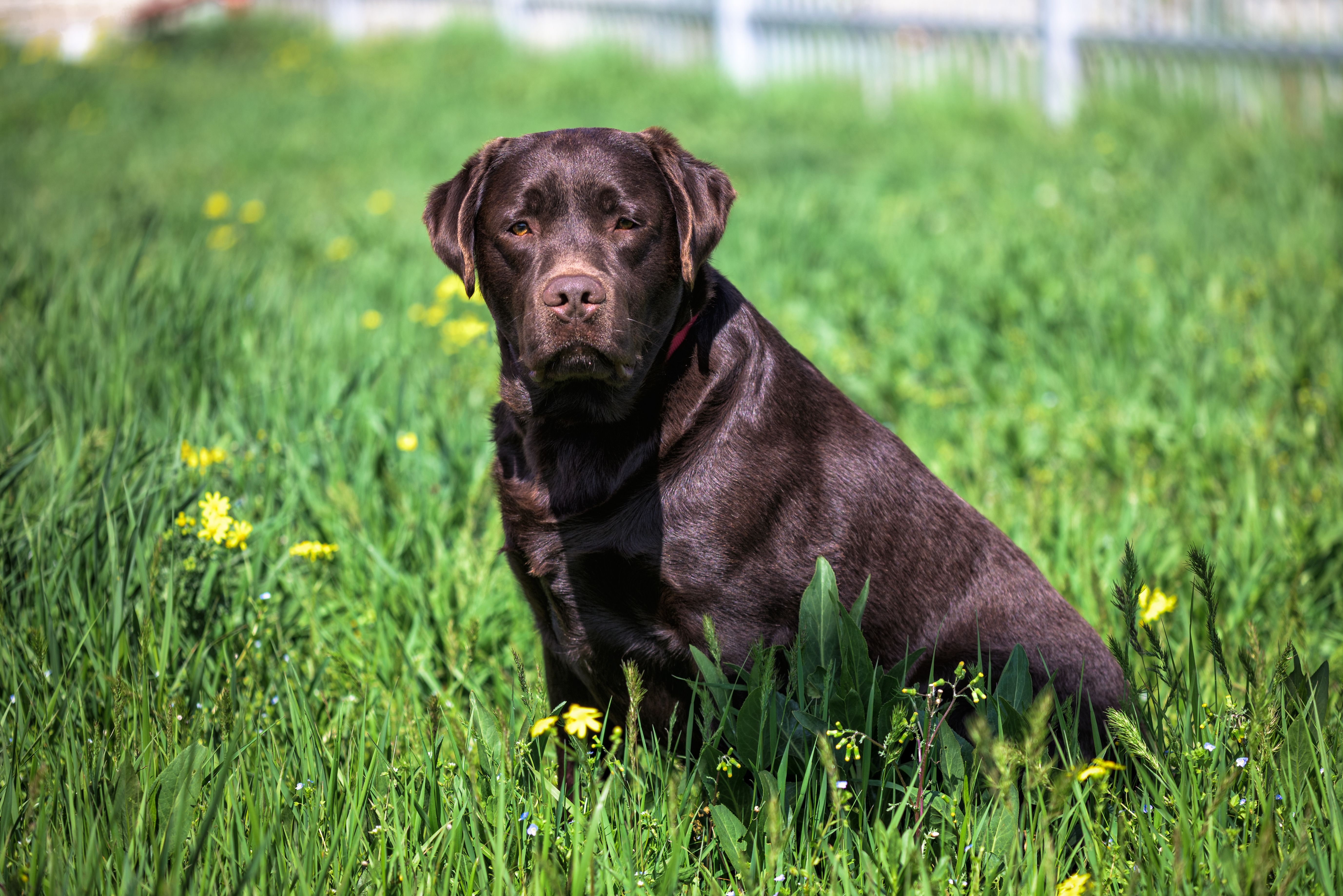 Photo of james, a chocolate labrador retriever in kent, ohio · Free ...