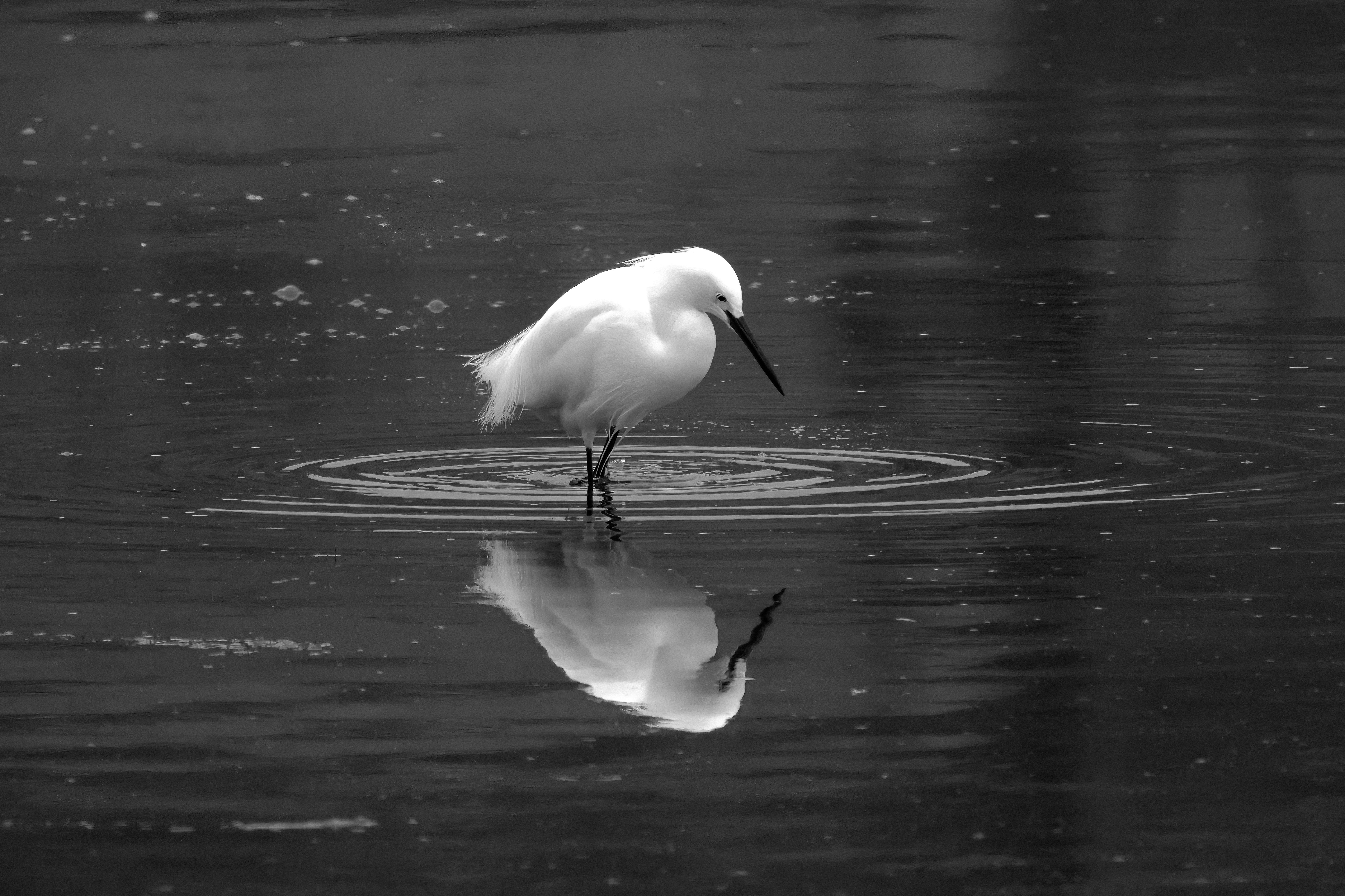 Little Egret in Water · Free Stock Photo
