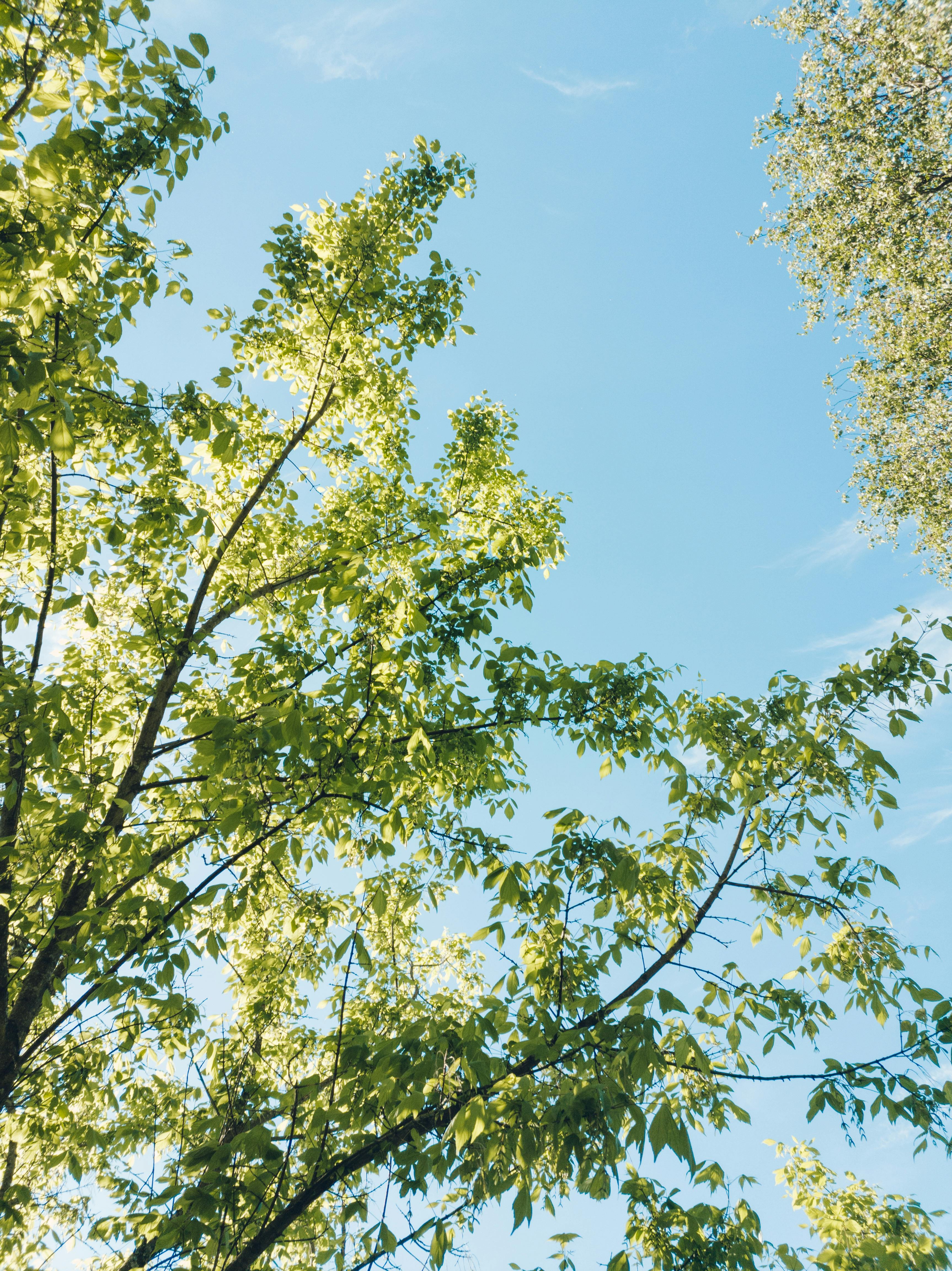 Closeup of Green Tree Branches · Free Stock Photo