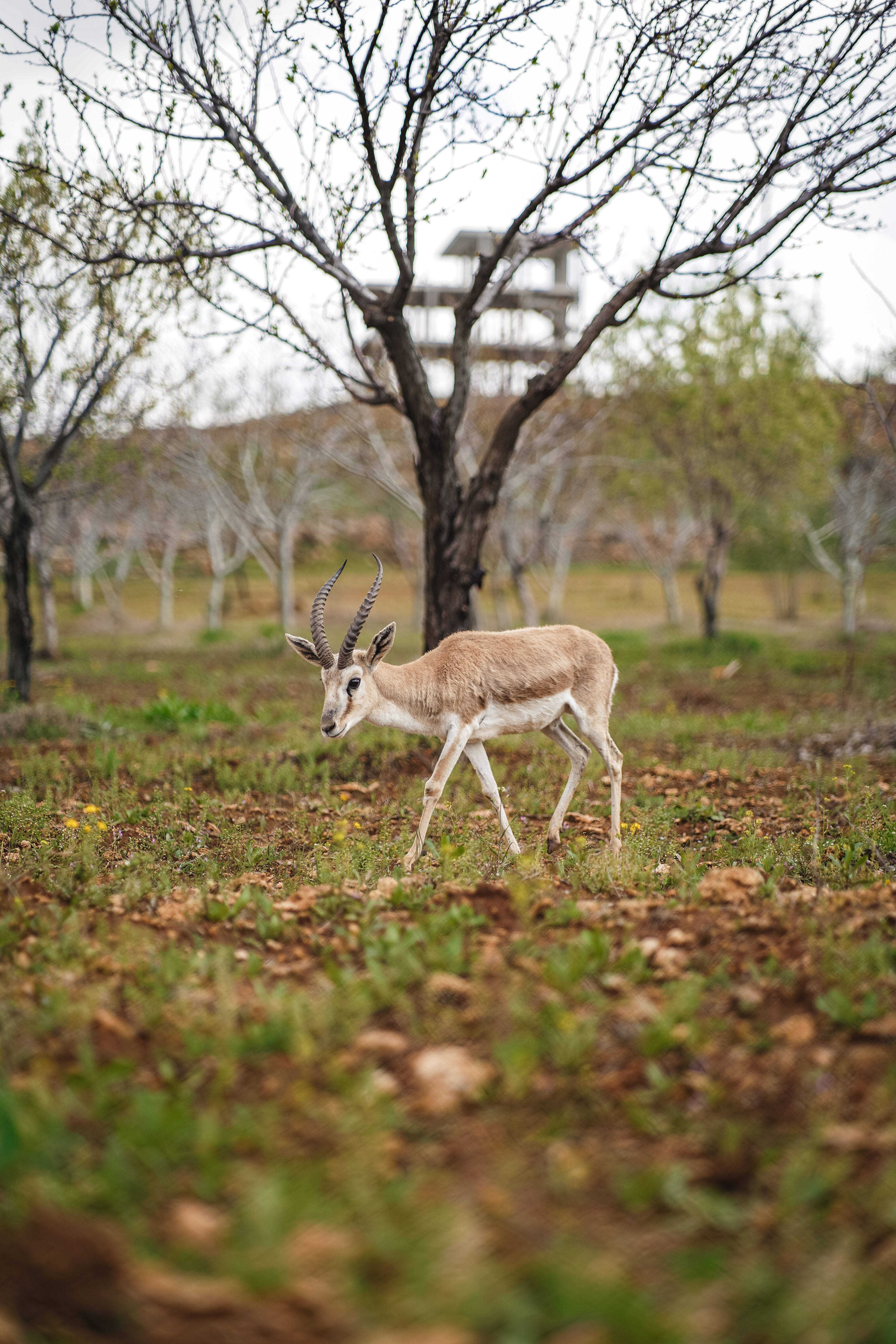 Gazelle Walking in a Park · Free Stock Photo