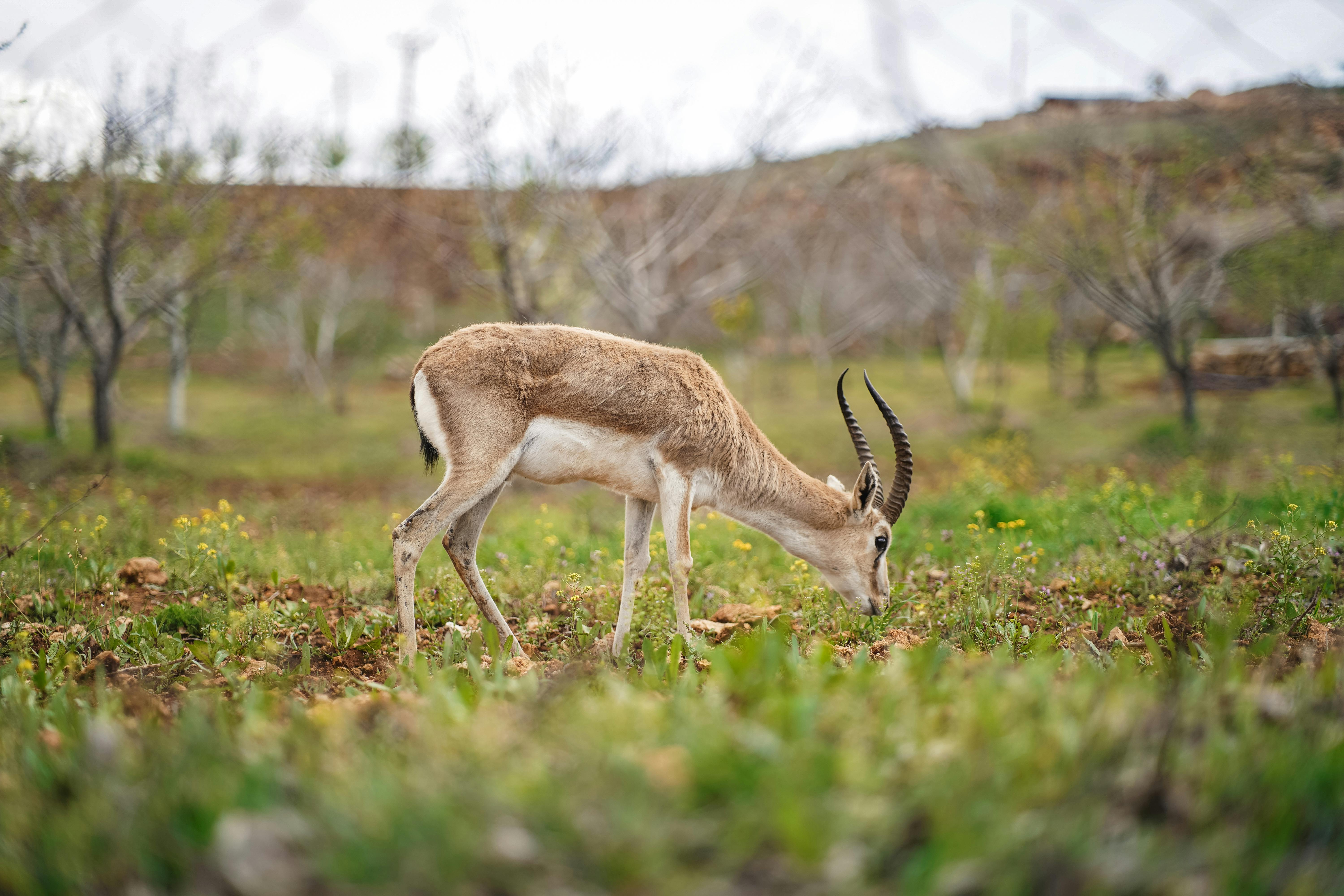 Goitered Gazelle on Meadow · Free Stock Photo