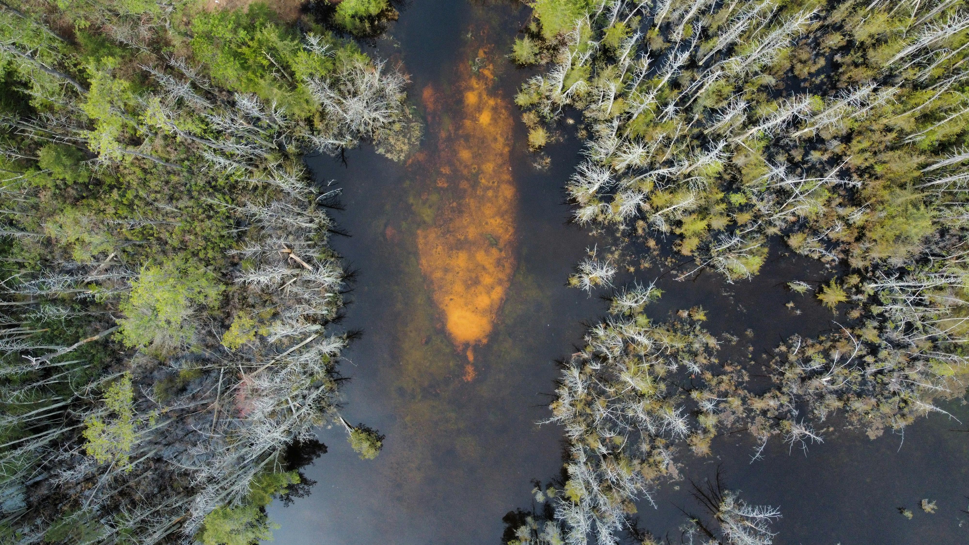 Top View of Wetland and Forest · Free Stock Photo