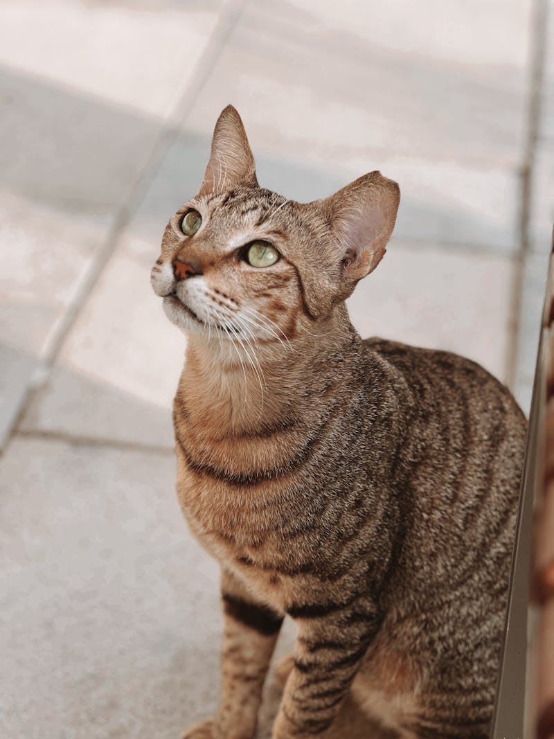 Tabby Cat Photos, Download The BEST Free Tabby Cat Stock Photos & HD Images