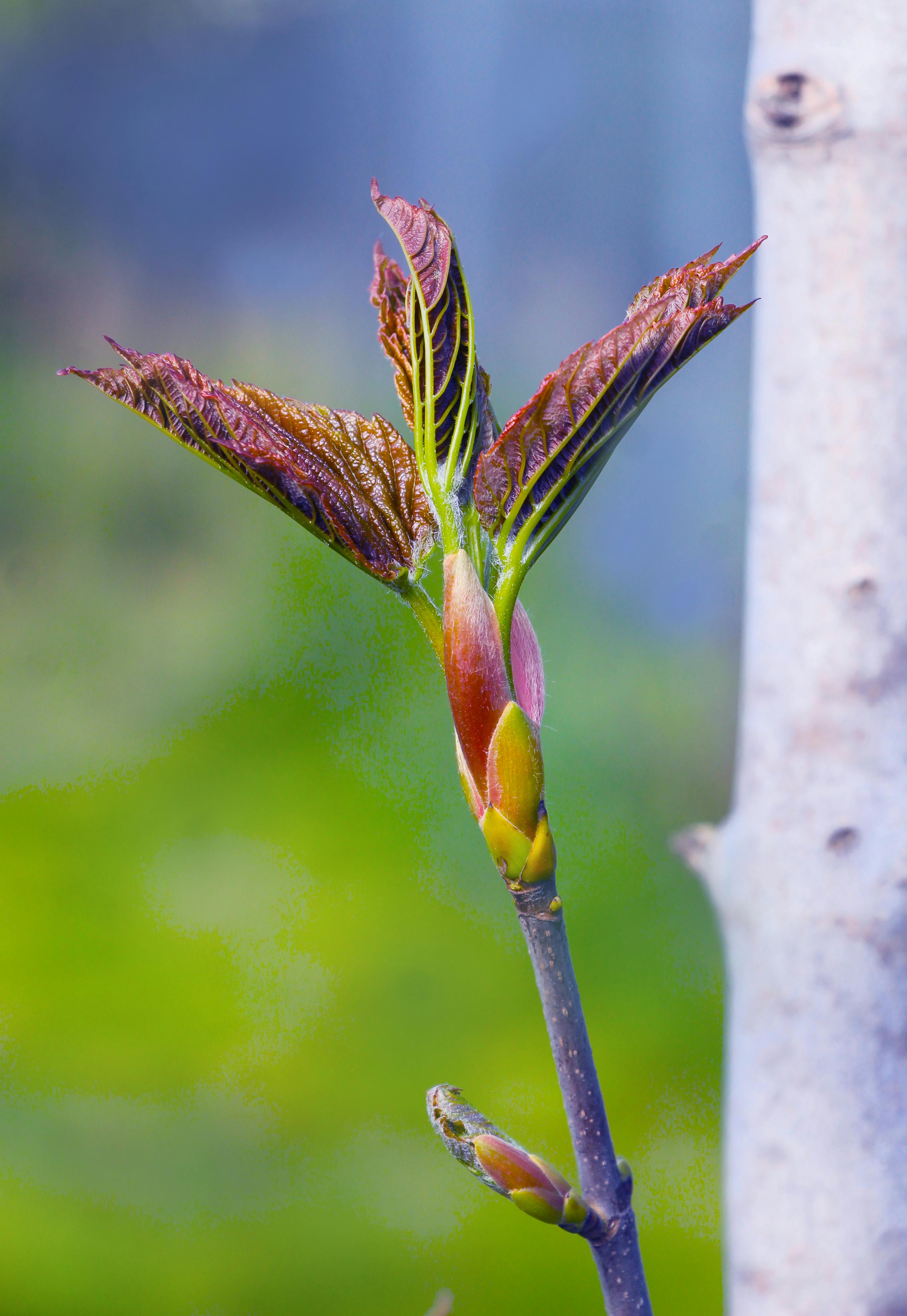 Close Up of a Poplar Twig · Free Stock Photo