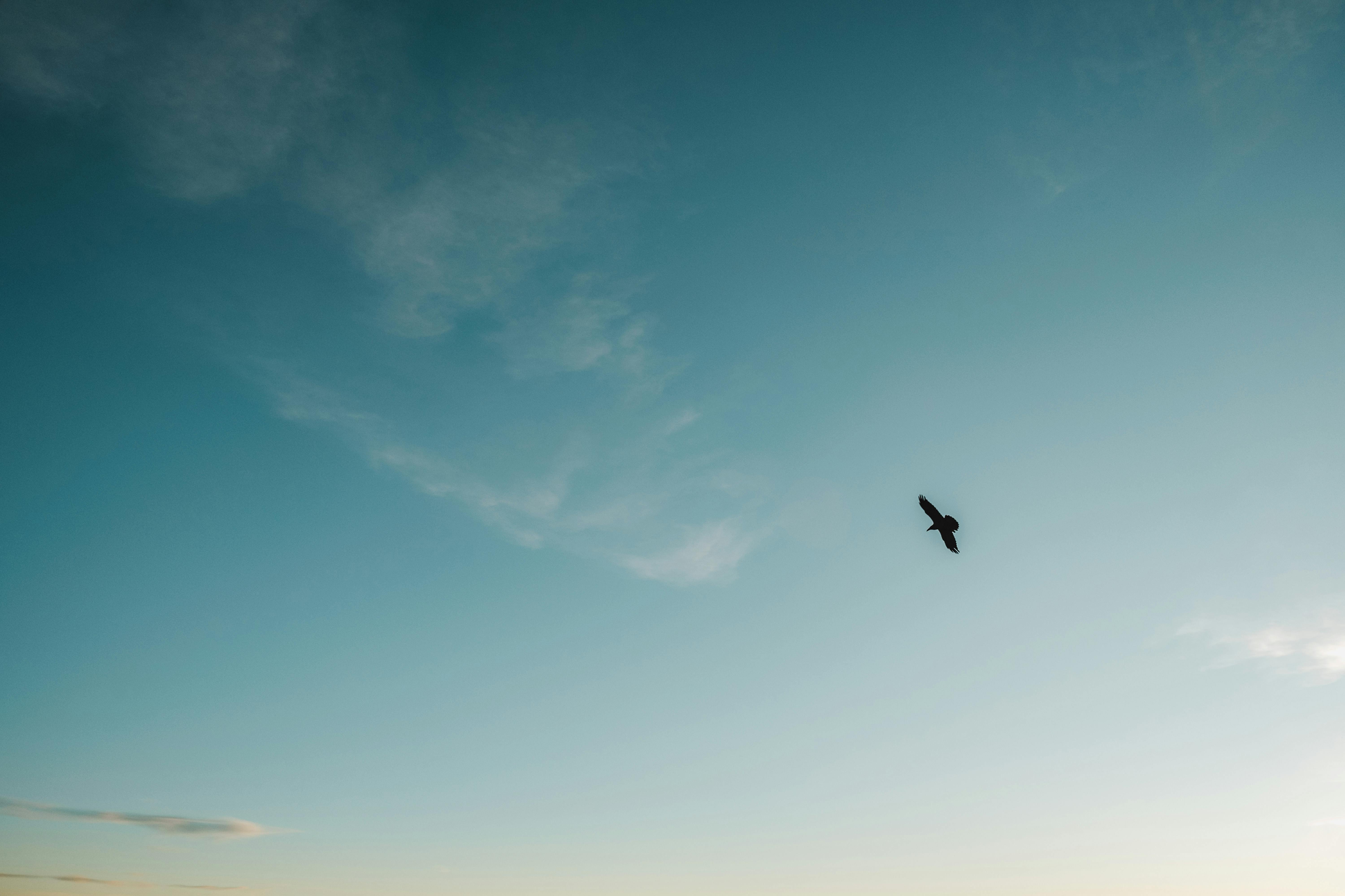 Bird Flying in Clear Sky · Free Stock Photo