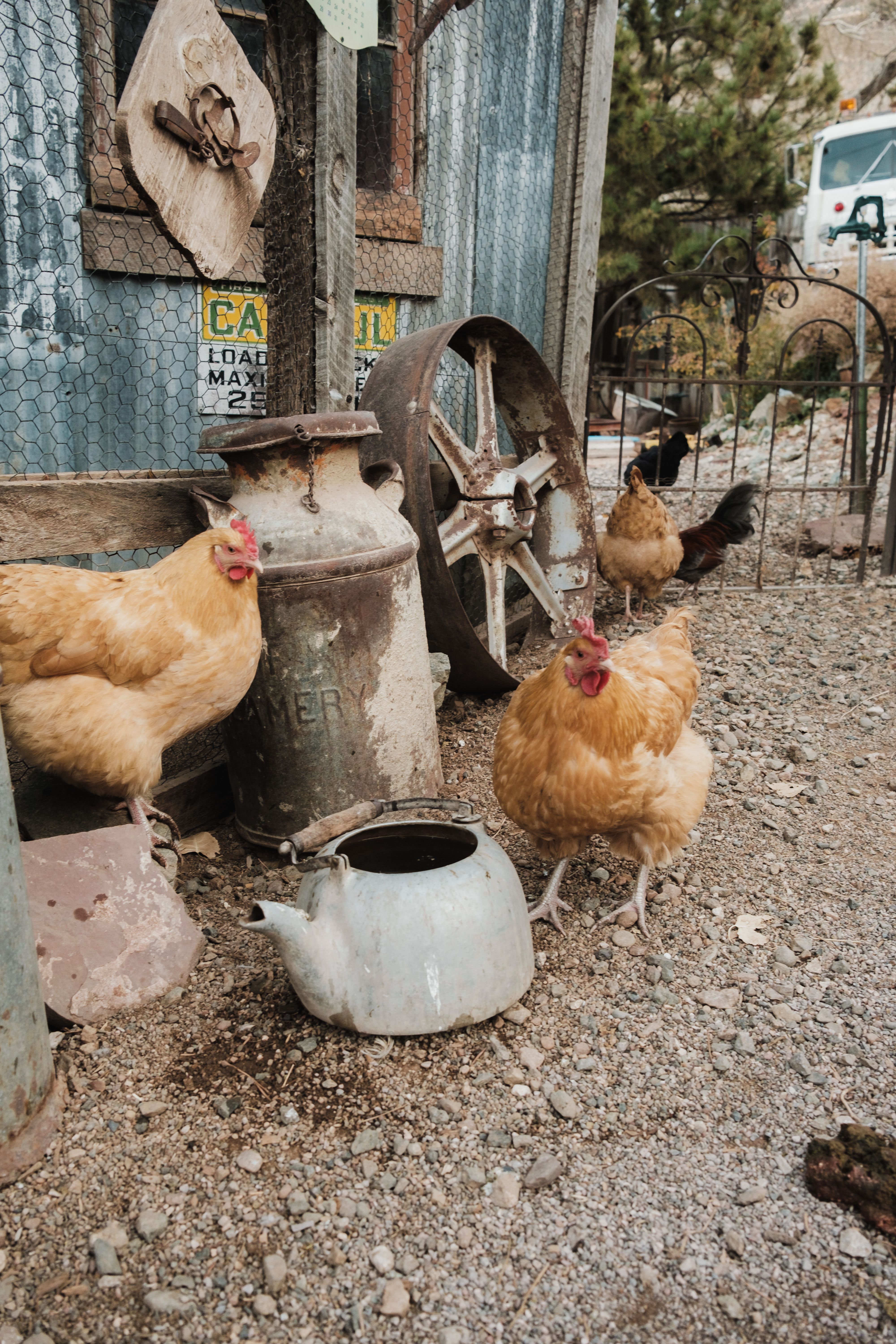 Foto de stock gratuita sobre agricultura, aves, aves de corral, avianos ...