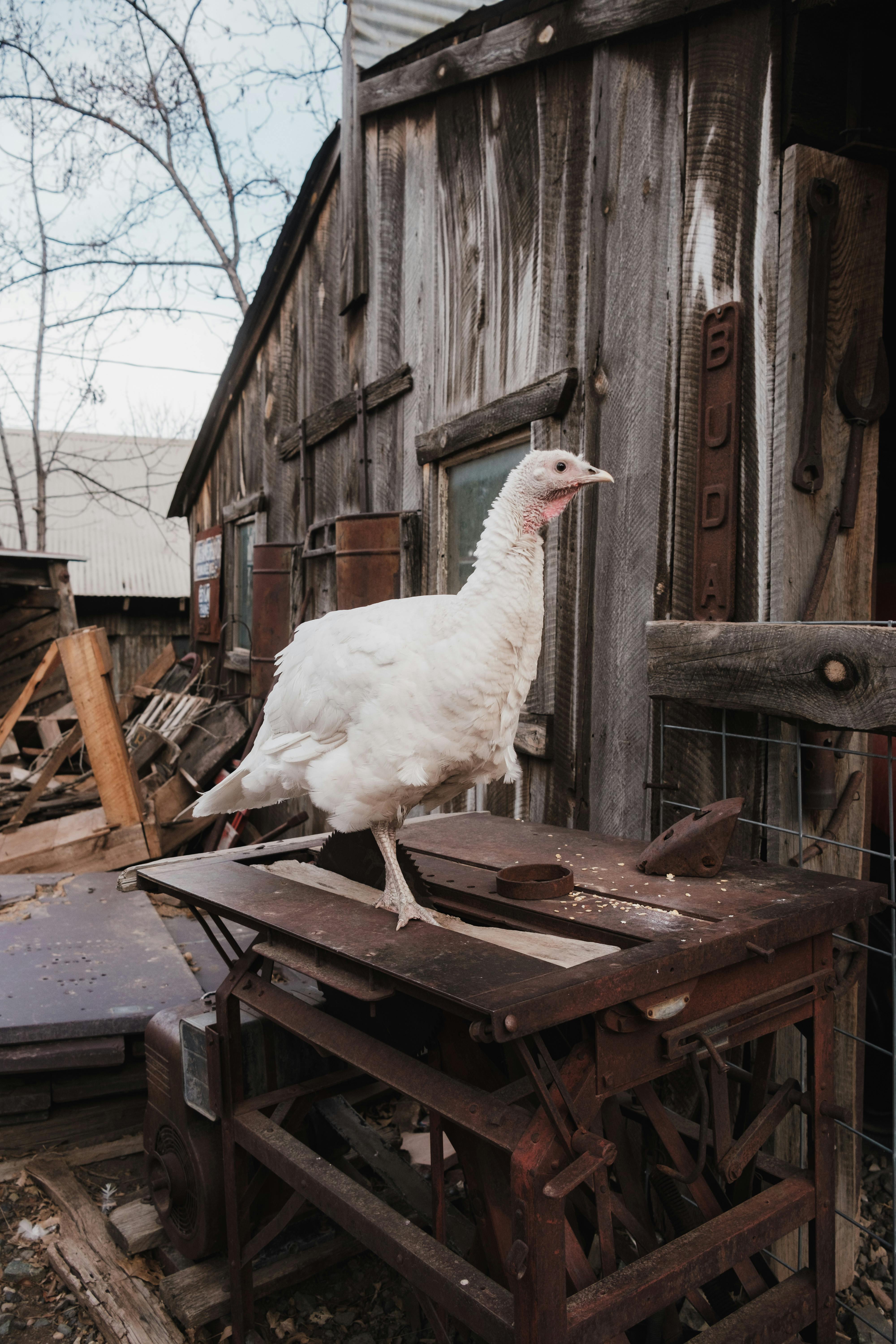 Poultry Shed Photos, Download The BEST Free Poultry Shed Stock Photos ...