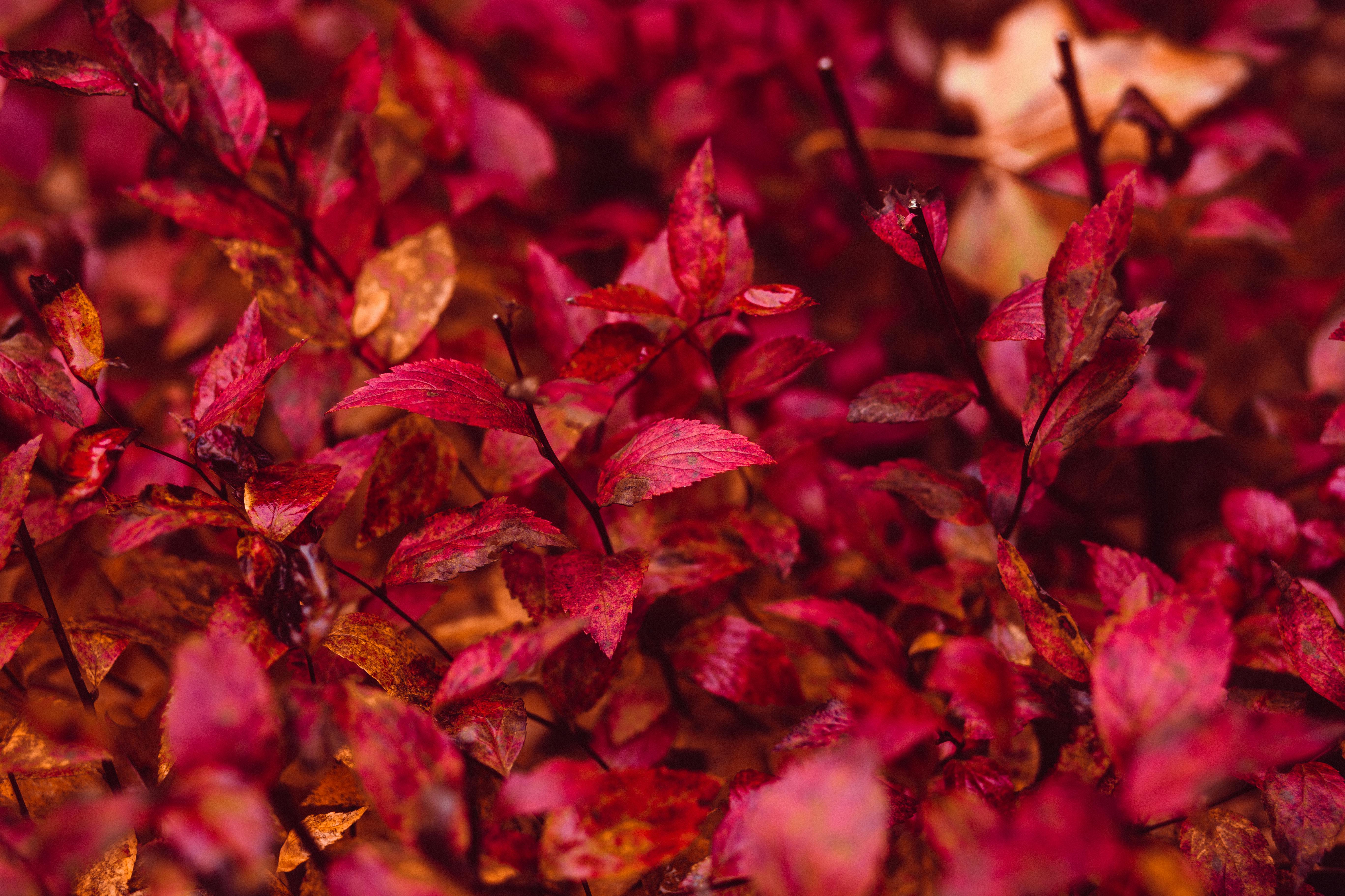 Red Leaf Plant · Free Stock Photo