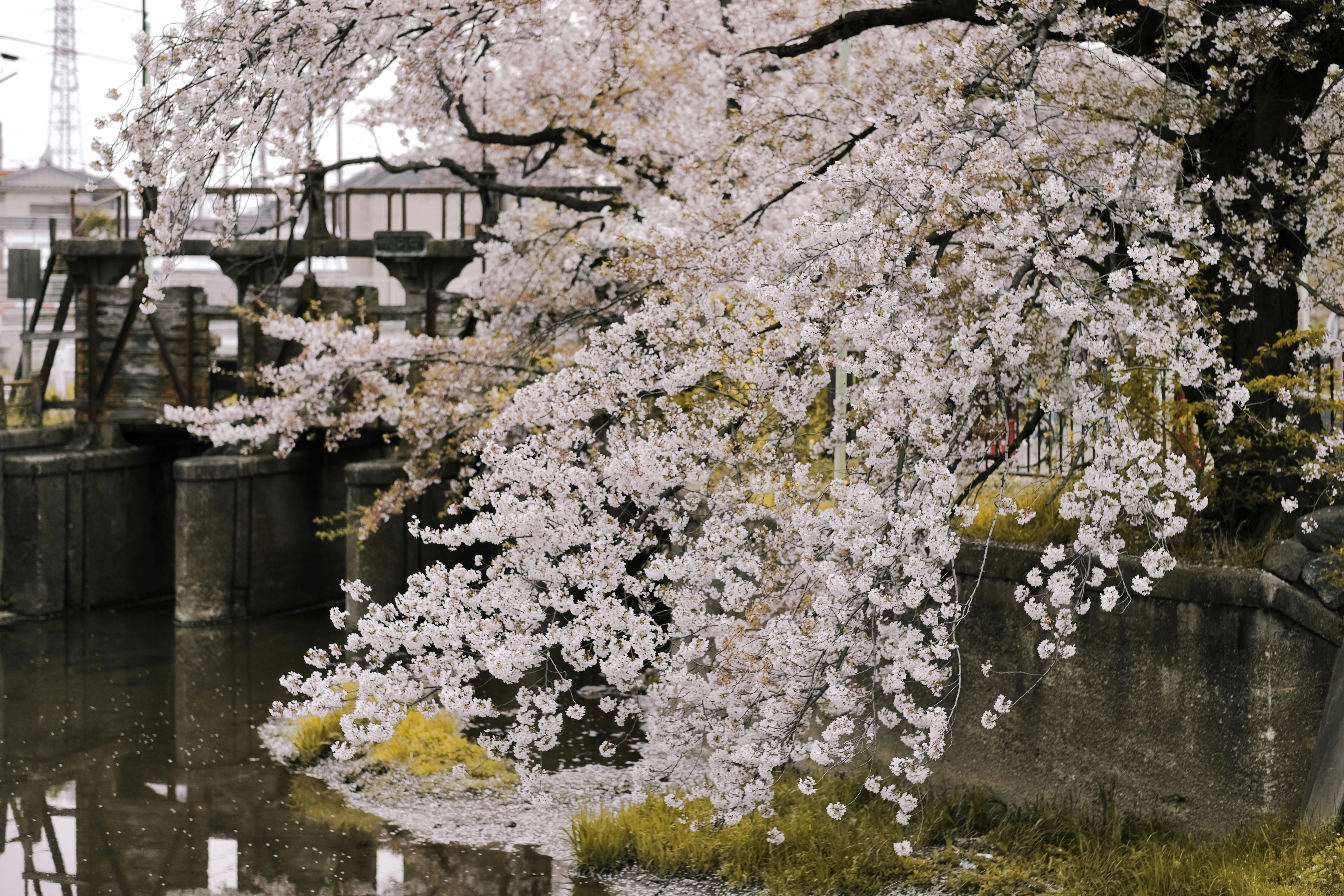 Cherry Blossom Tree Next to Pond · Free Stock Photo