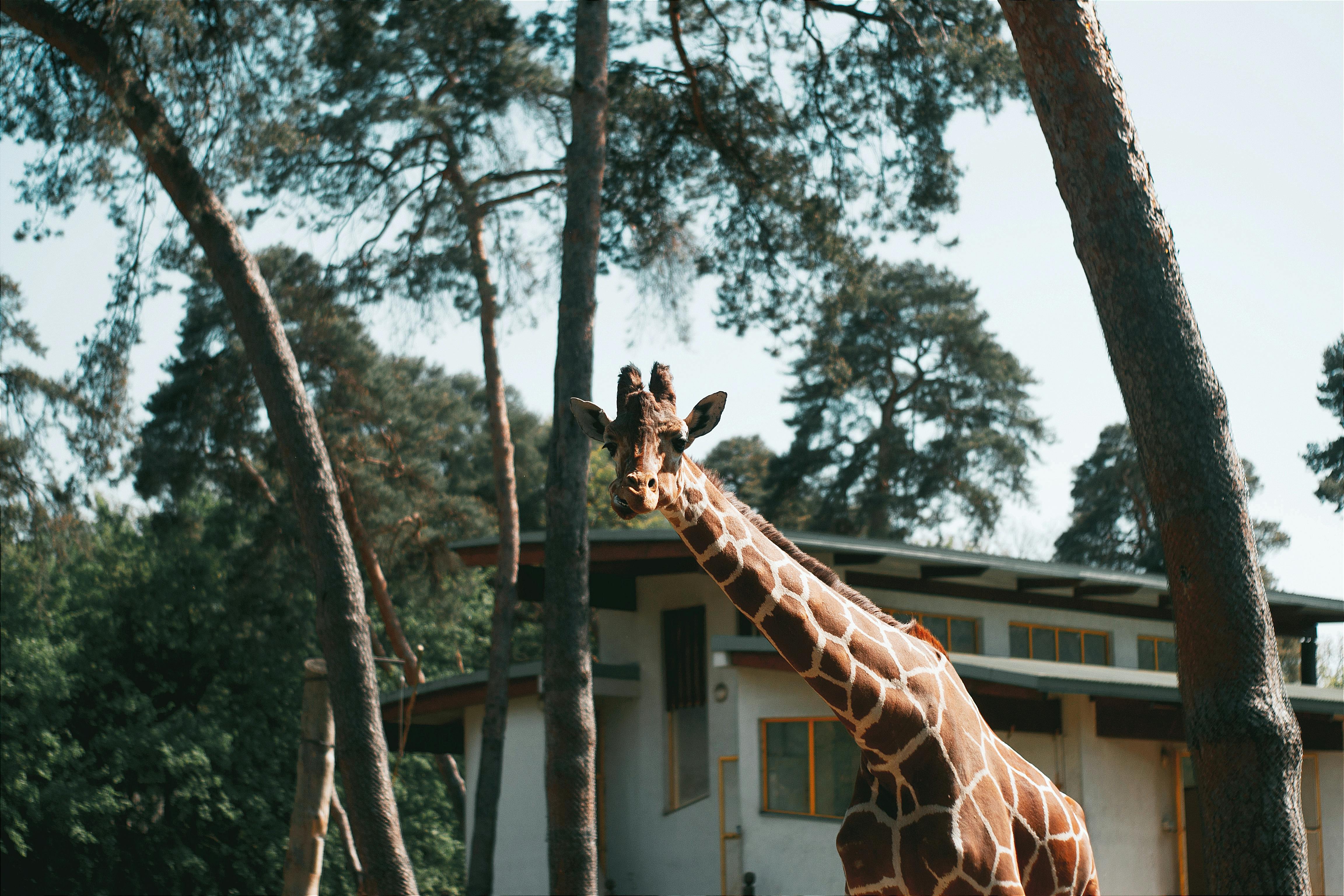 Foto de stock gratuita sobre al aire libre, alto, animal, animal ...