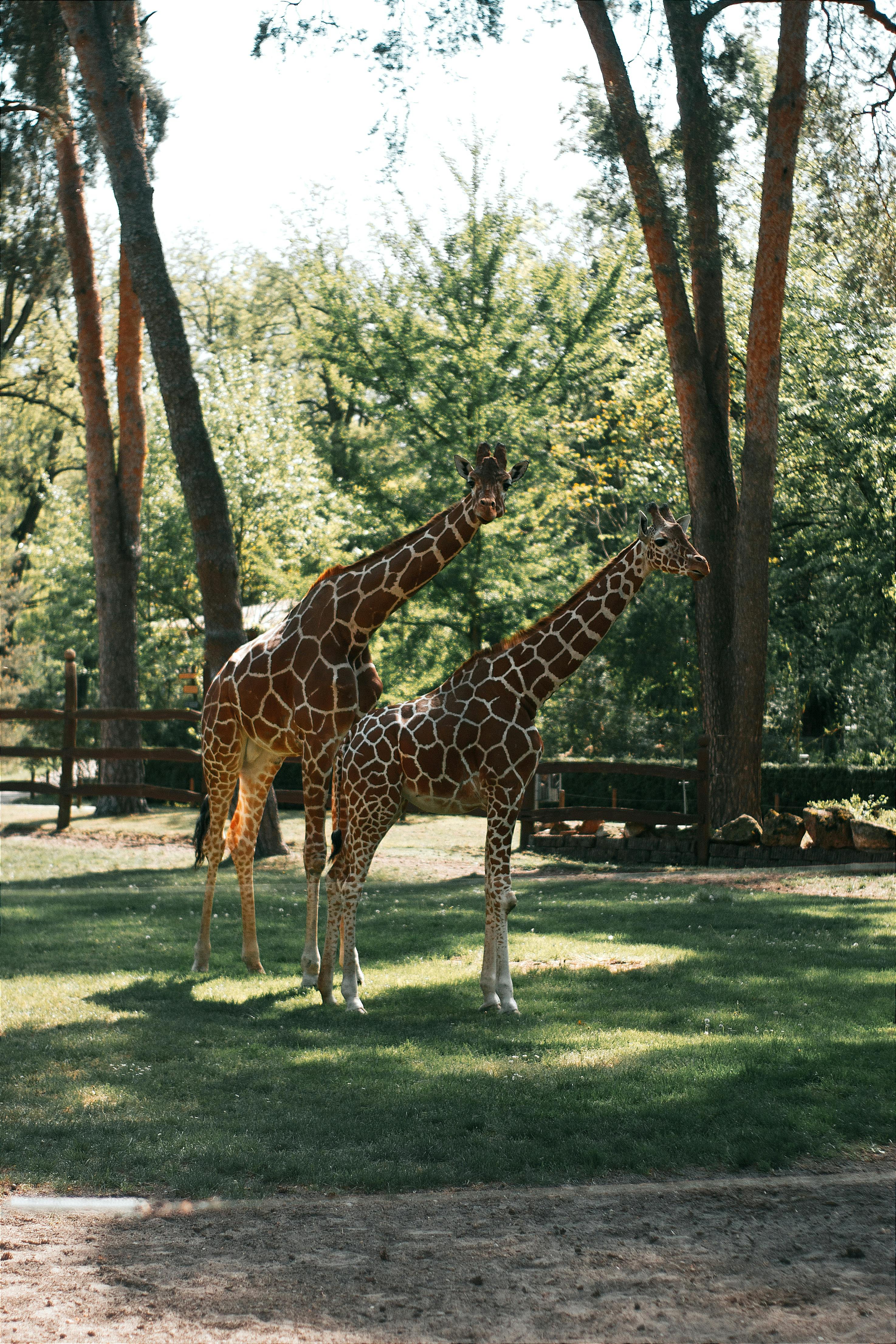 Foto de stock gratuita sobre @al aire libre, acervo genético, al aire ...