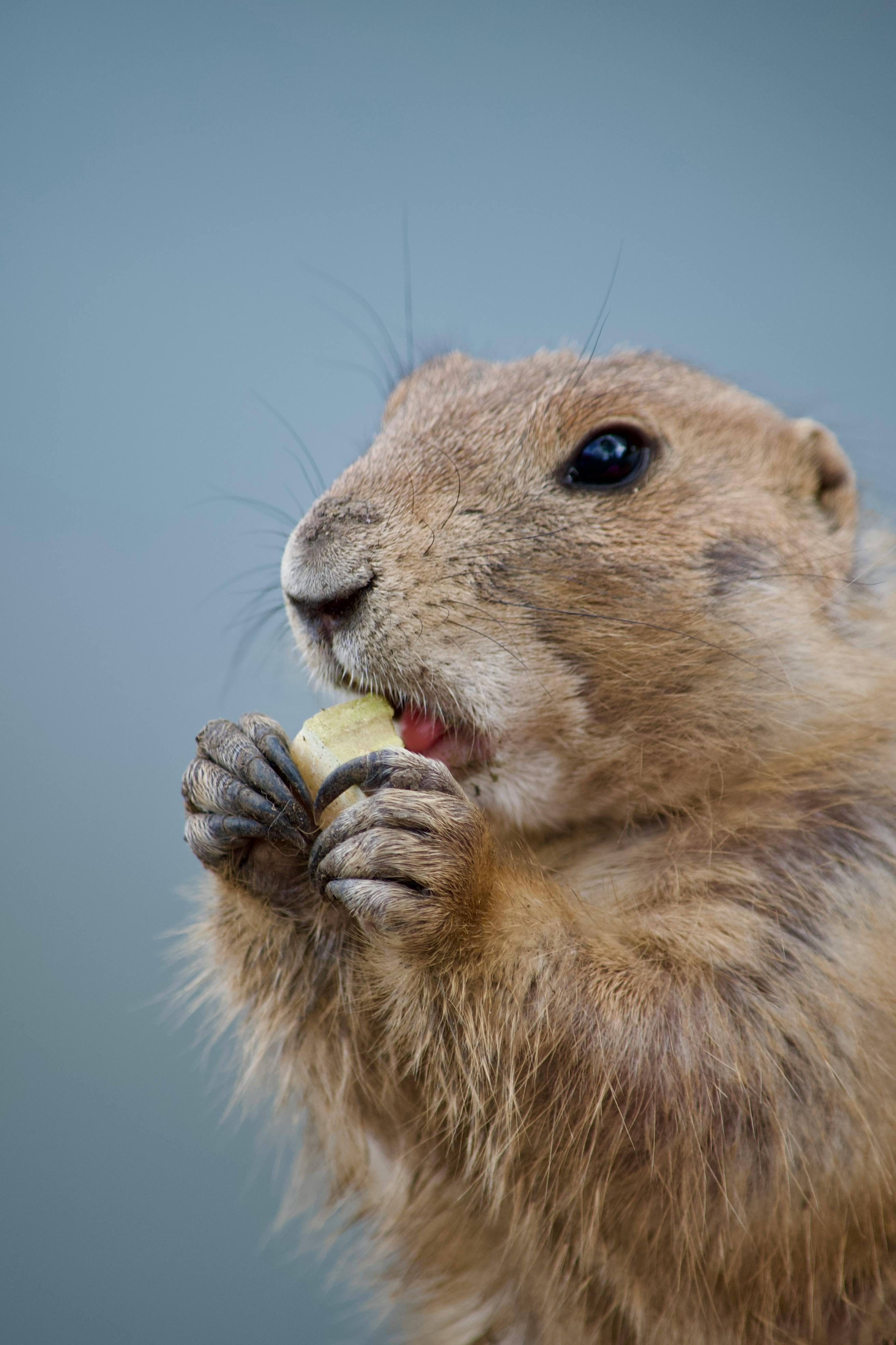 Close-up of a Prairie Dog Eating · Free Stock Photo