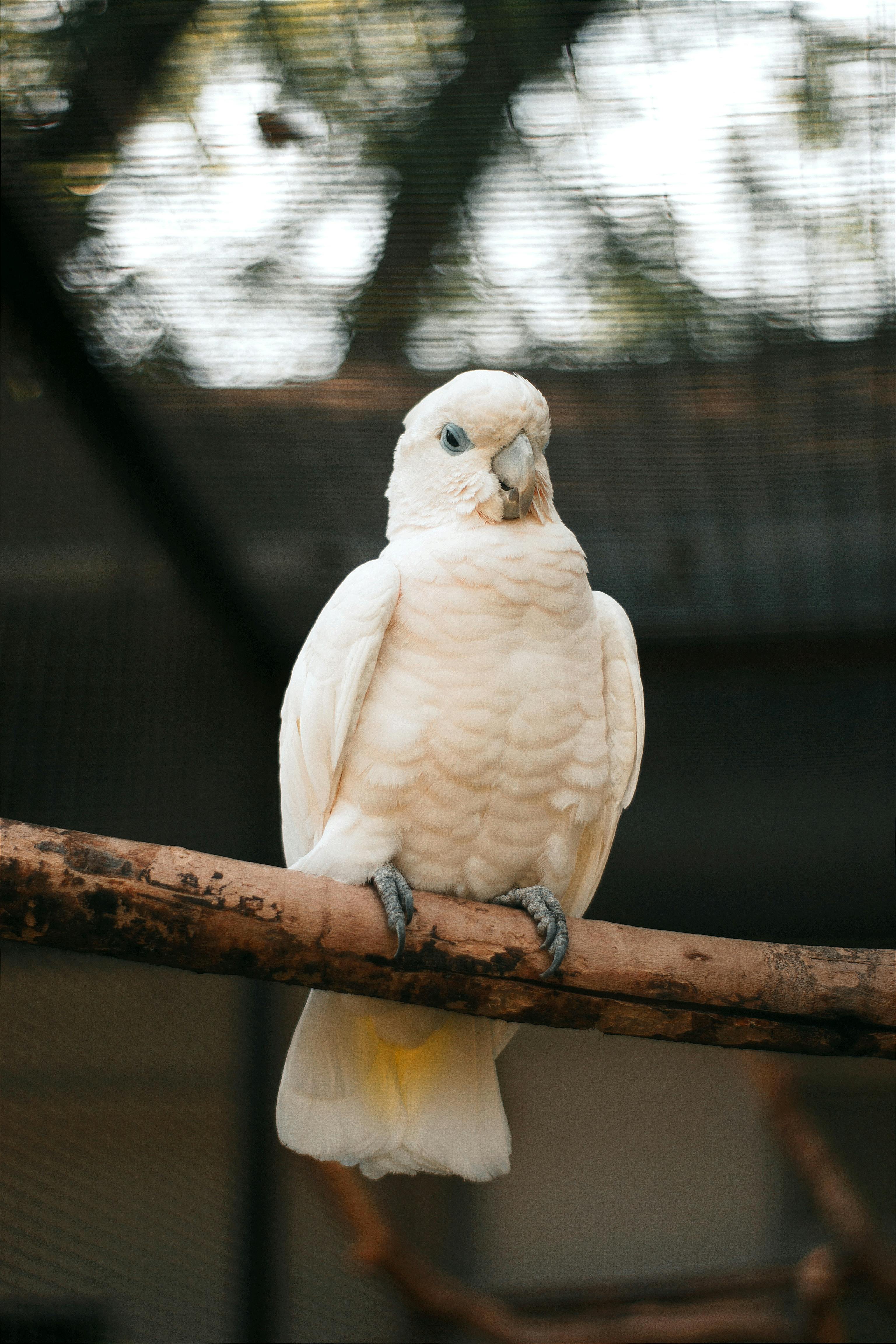 Close-Up Shot of a Cockatoo · Free Stock Photo