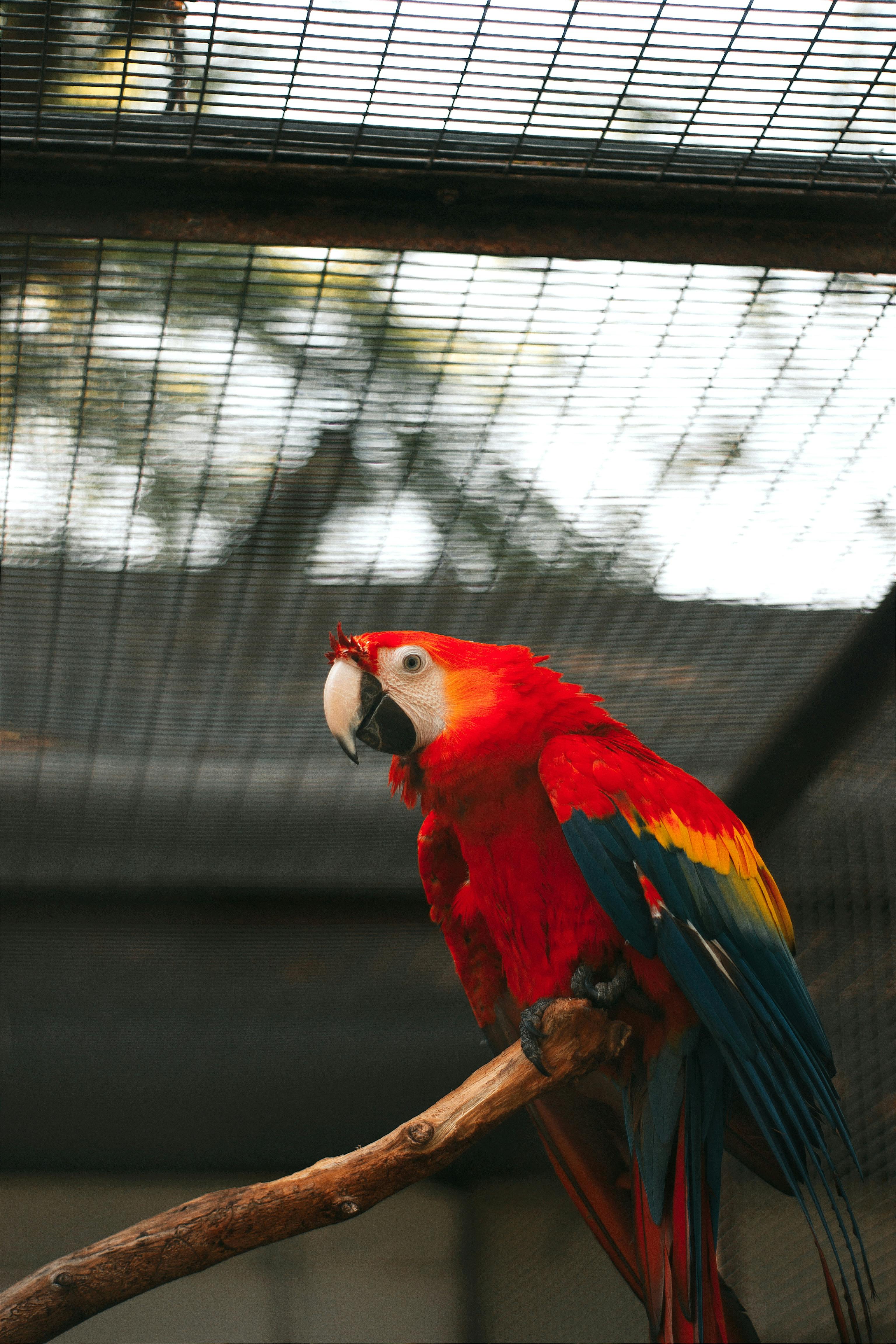 A red and yellow parrot sitting on a branch · Free Stock Photo