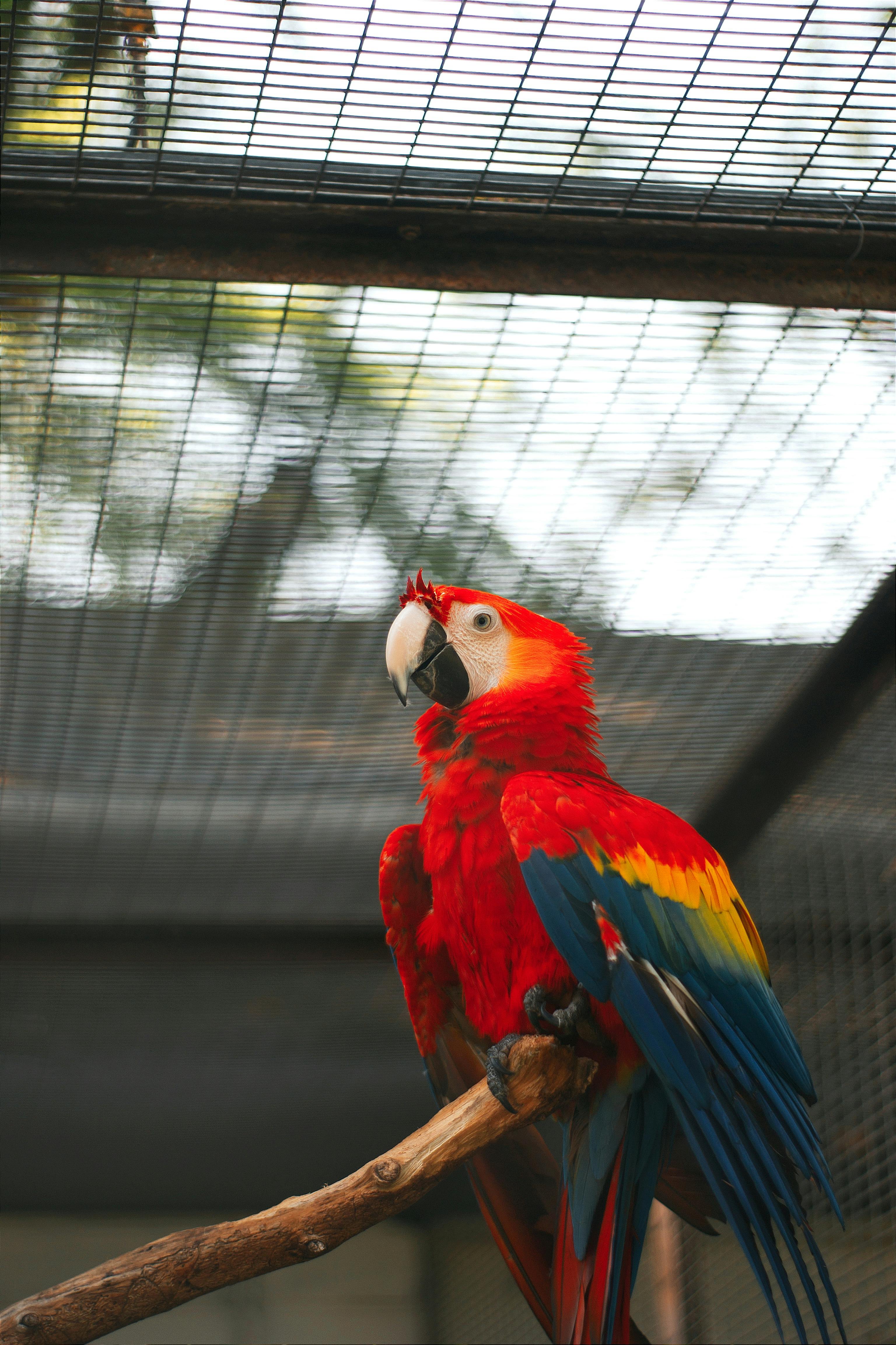 A red and yellow parrot sitting on a branch · Free Stock Photo