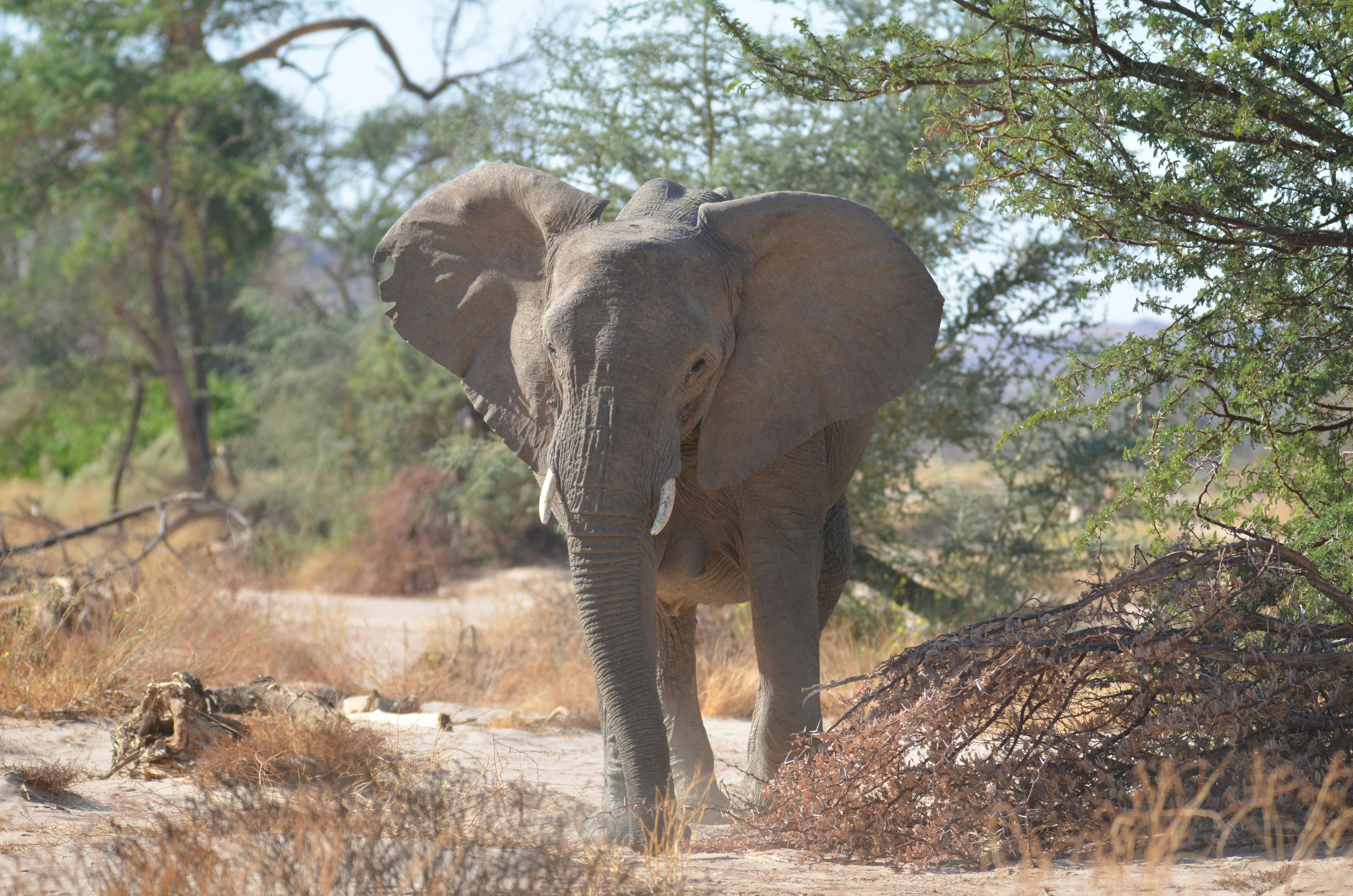 Elephant Running in Nature · Free Stock Photo