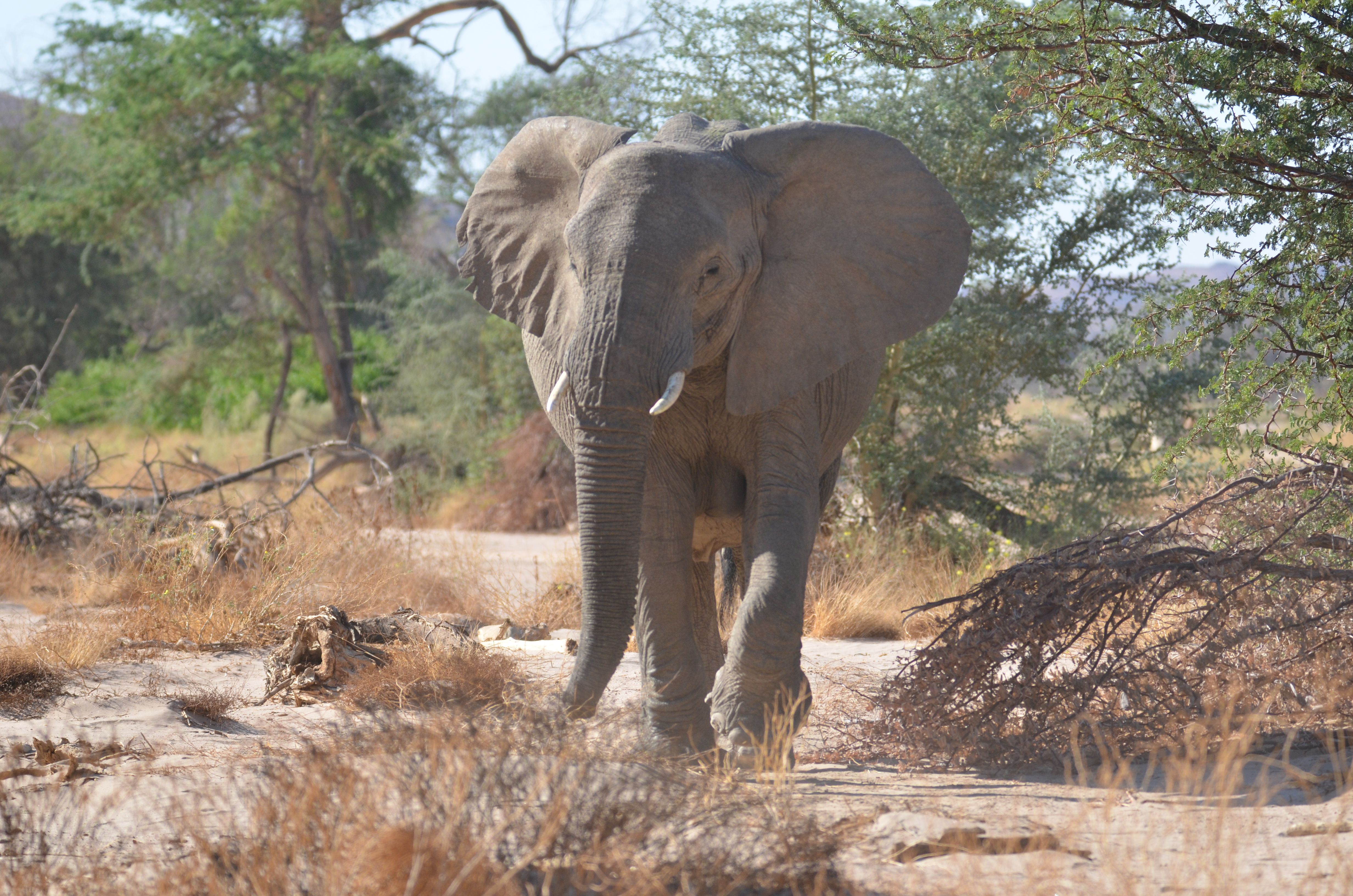 African Elephant in Nature · Free Stock Photo