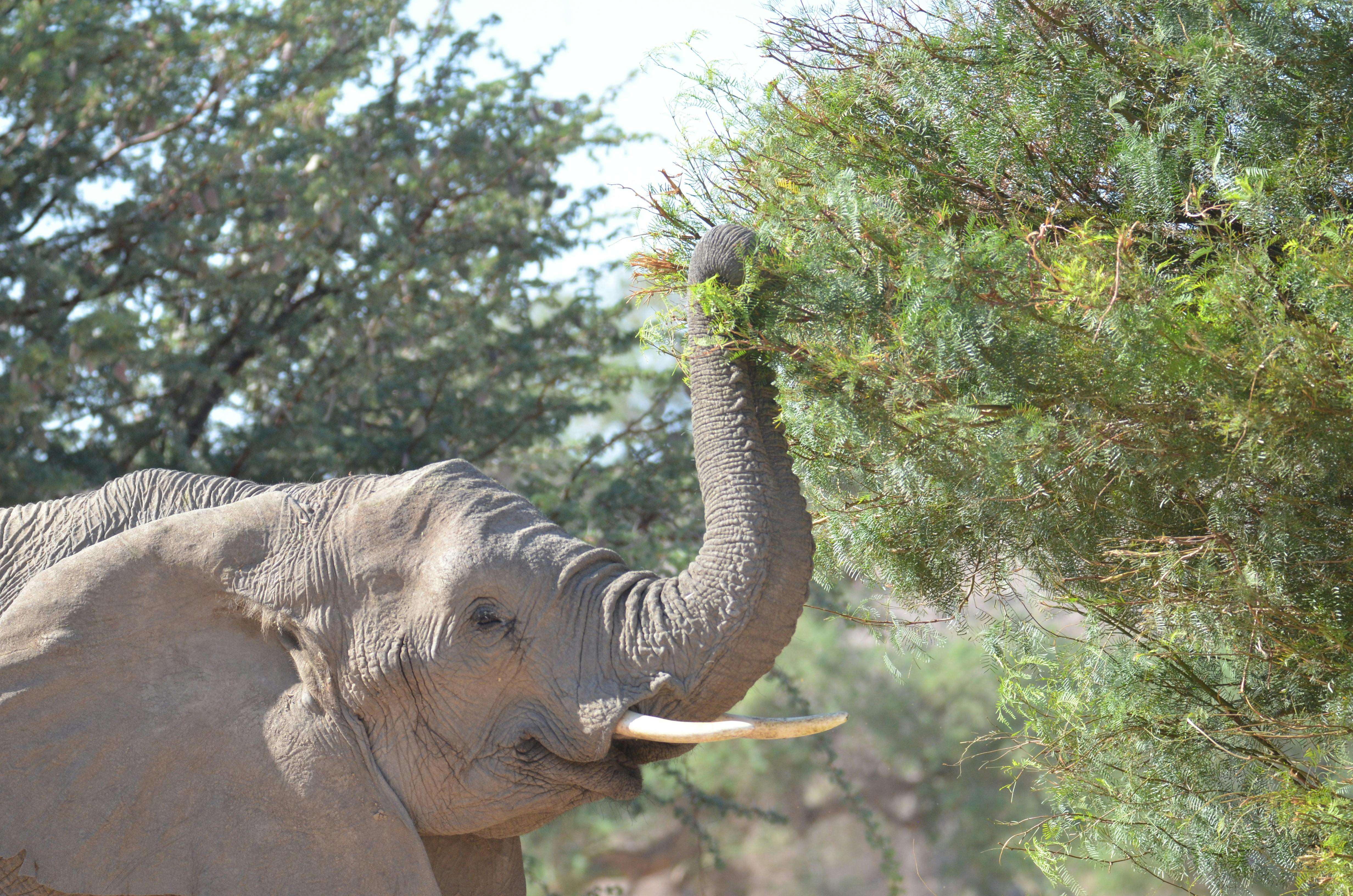 LUNCH,ELEPHANT · Free Stock Photo