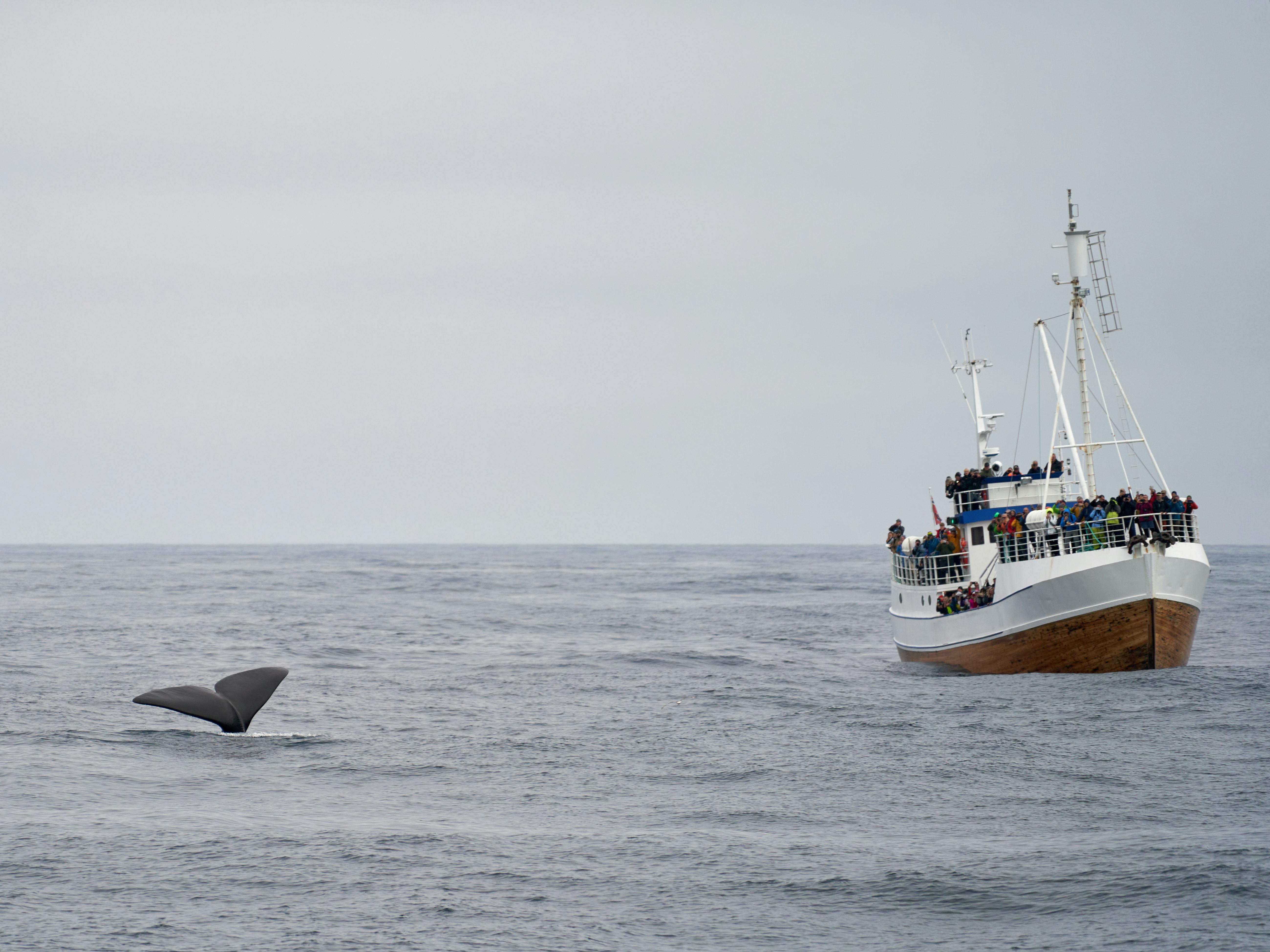 Tail of Whale near Sailing Passenger Ship · Free Stock Photo