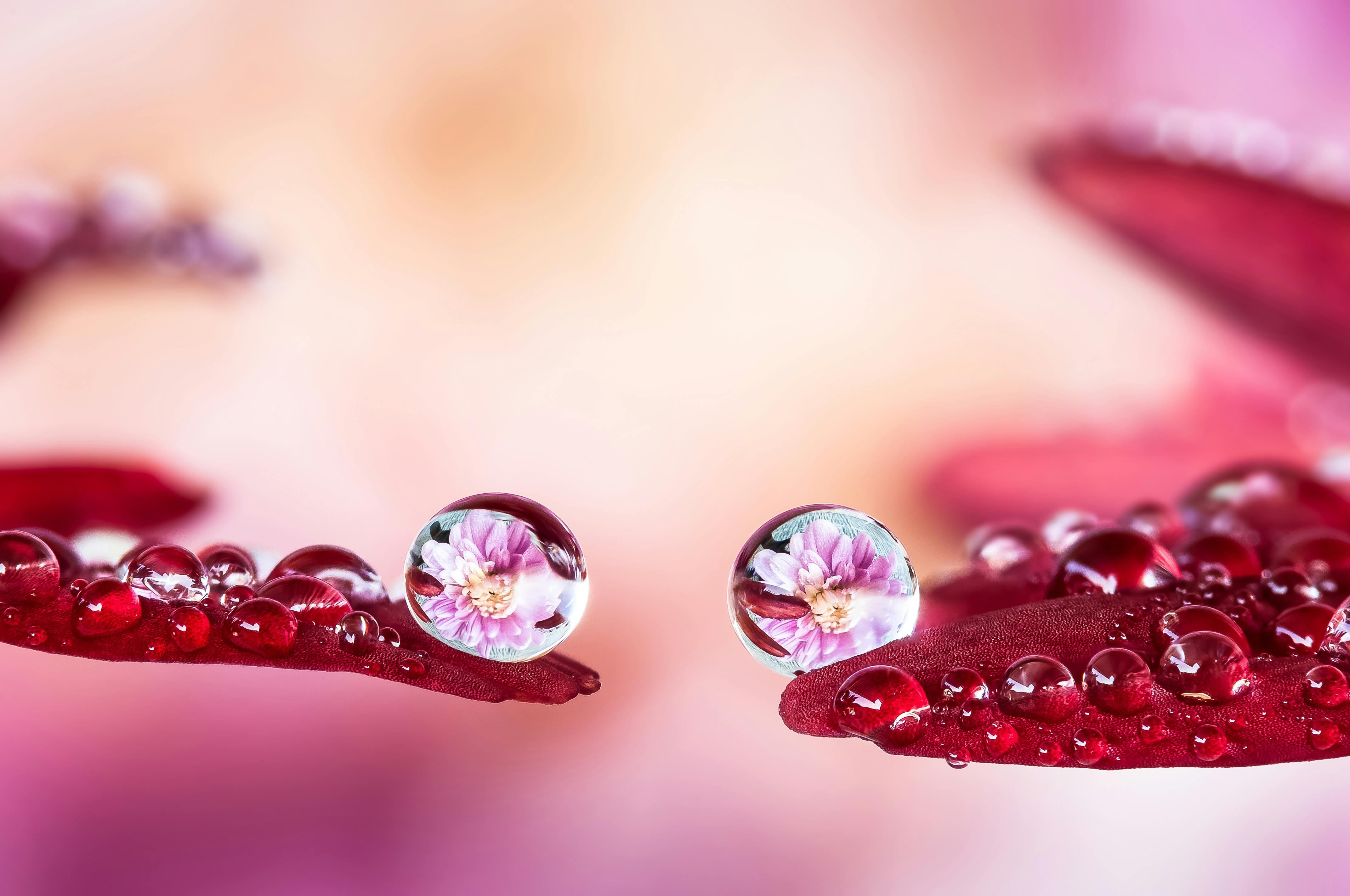 Flowers Reflection in Raindrops · Free Stock Photo