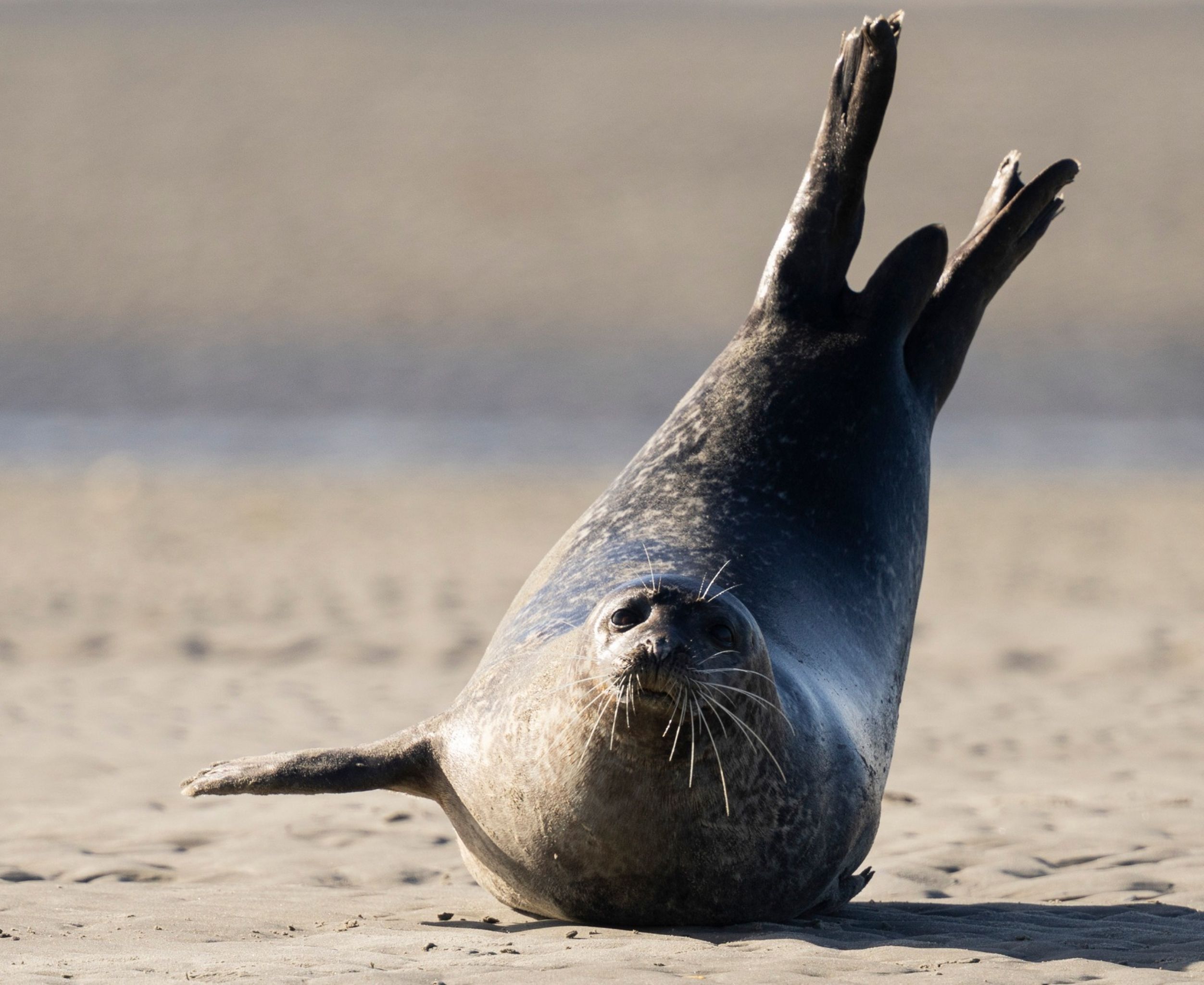 A seal is rolling on its back on the beach · Free Stock Photo
