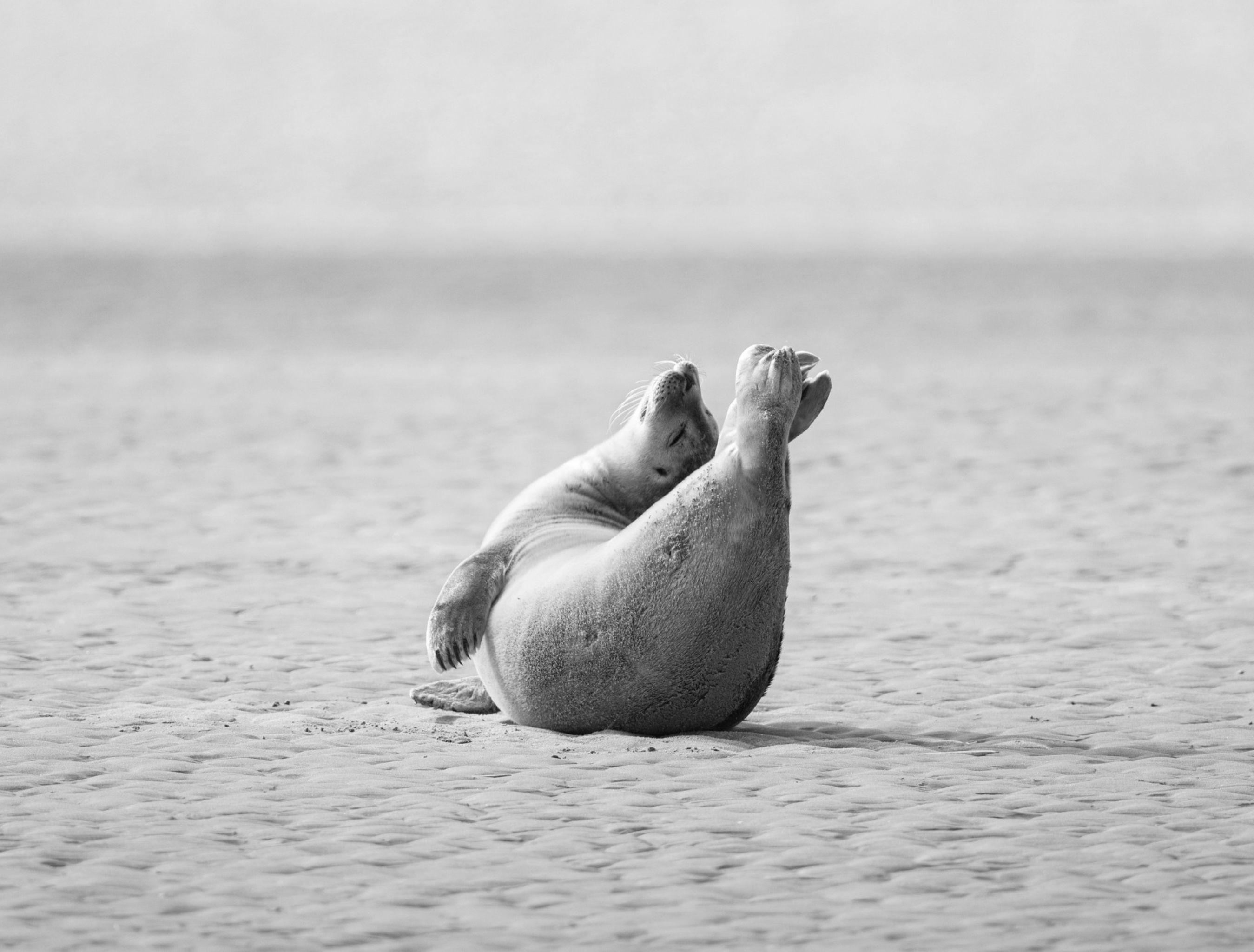 A black and white photo of a seal rolling on the beach · Free Stock Photo