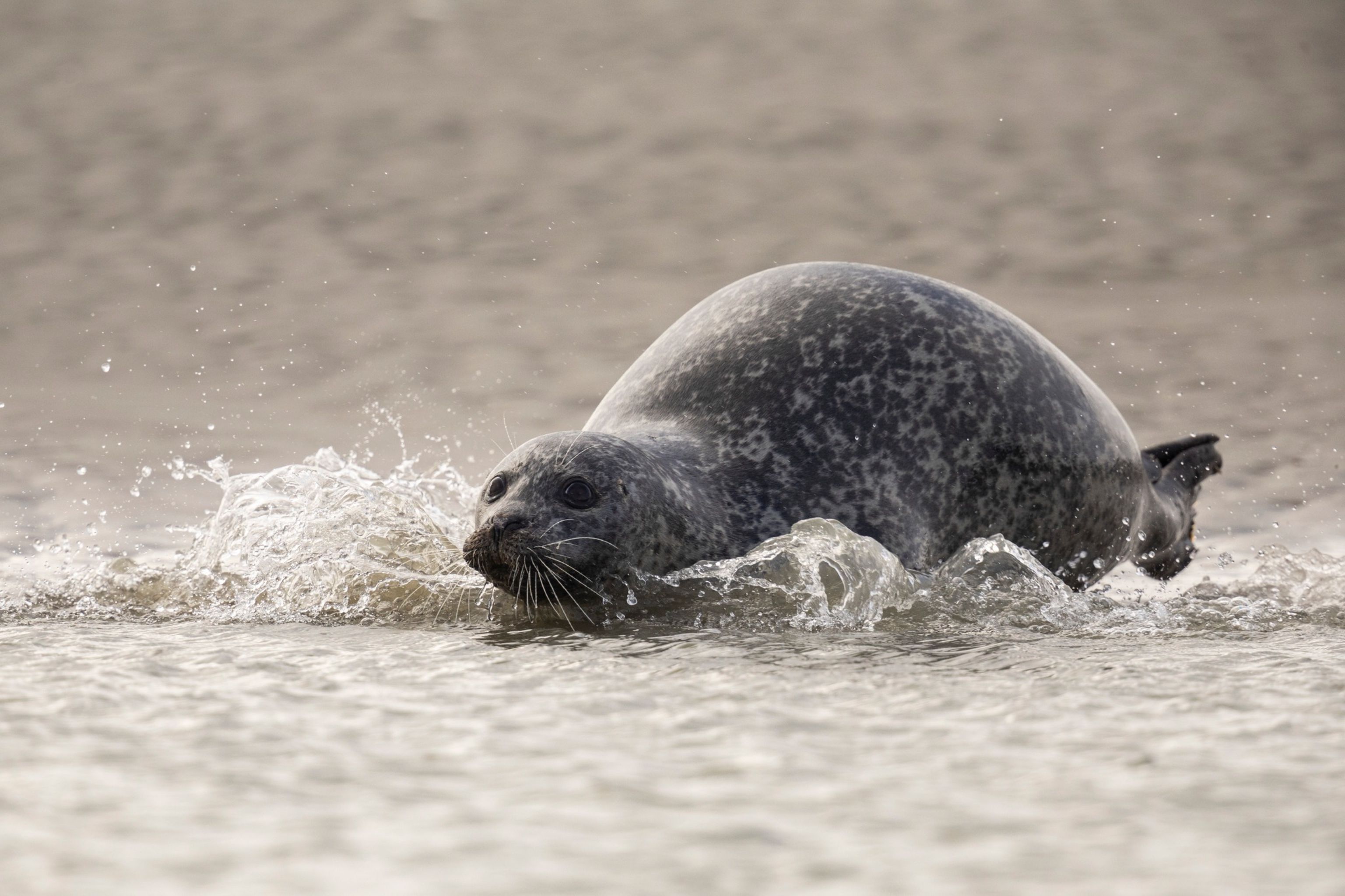 Close-up of a Seal Lying on the Shore · Free Stock Photo