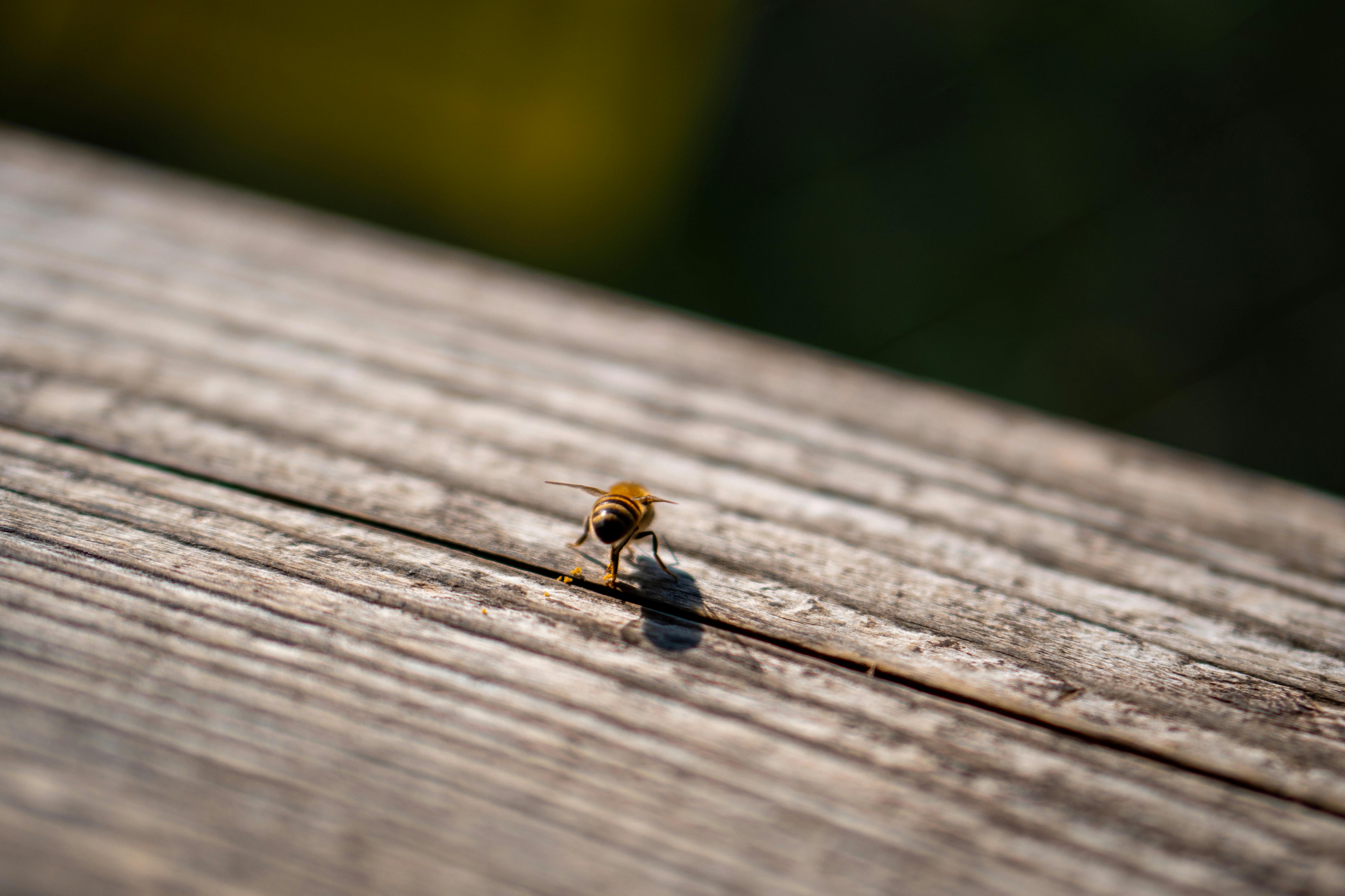 Deck Bee Photos, Download The BEST Free Deck Bee Stock Photos & HD Images