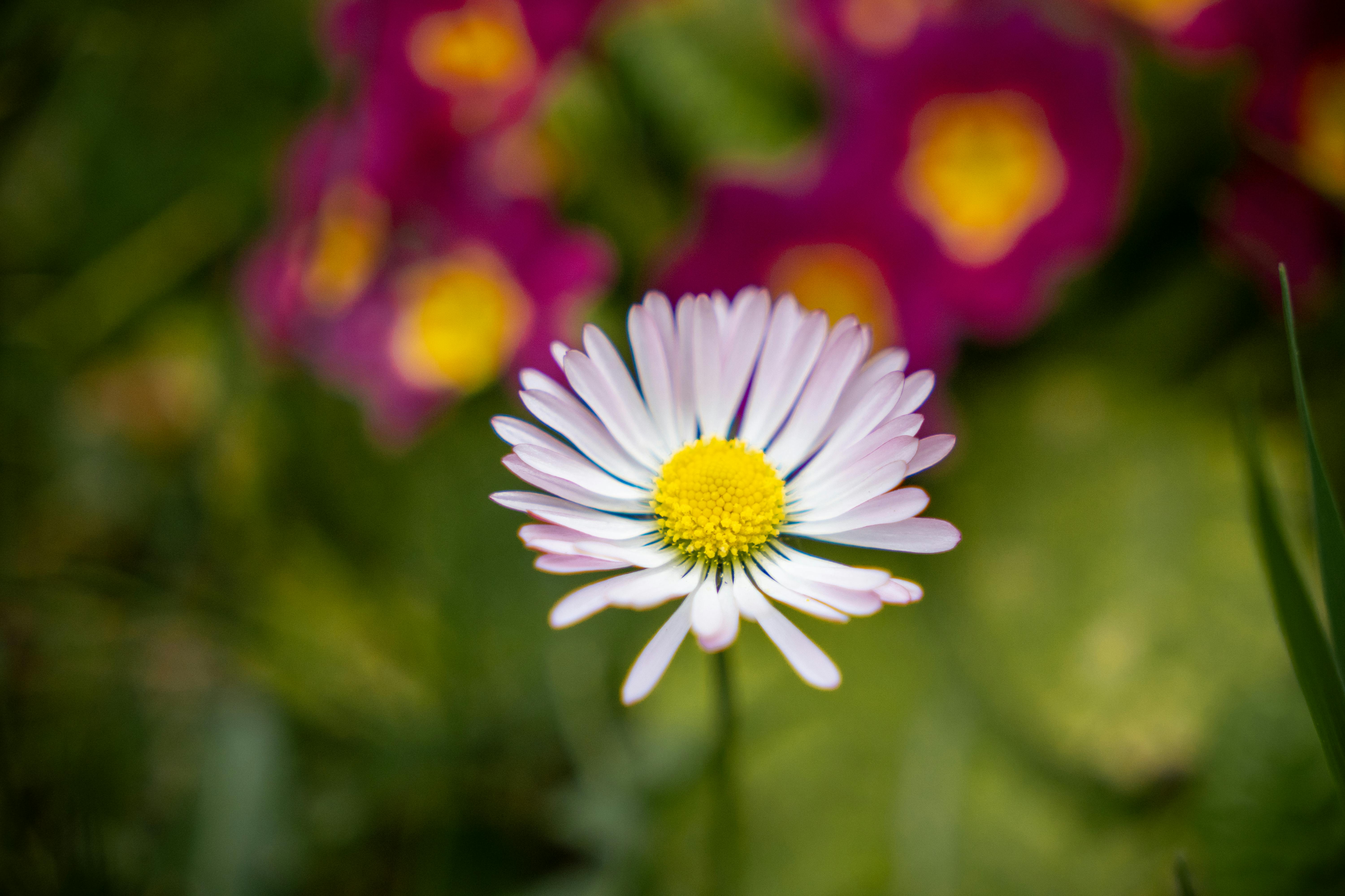 Yellow Daisy Flower in Closeup Photography · Free Stock Photo