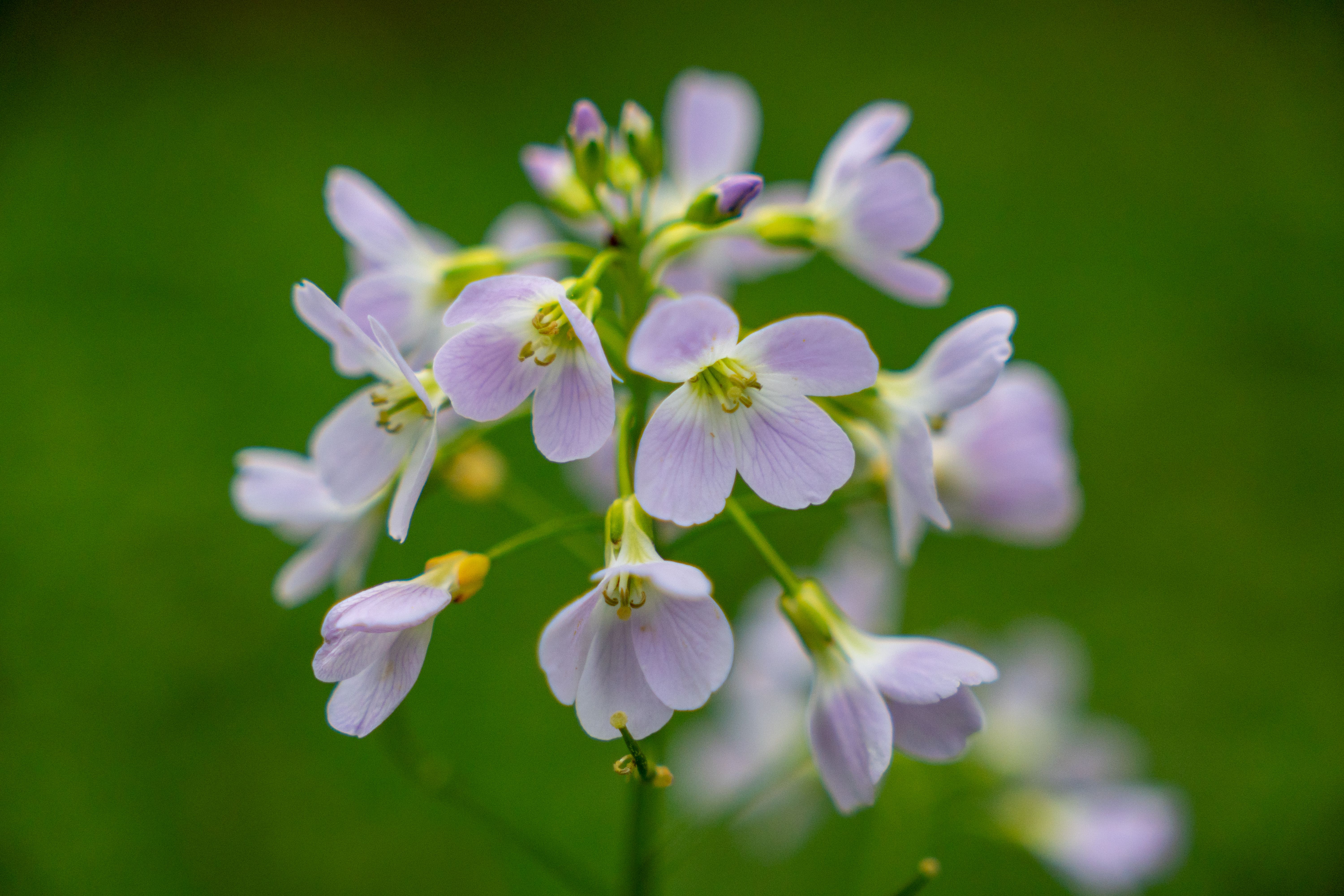Pink Cuckoo Flowers Photos, Download The BEST Free Pink Cuckoo Flowers ...