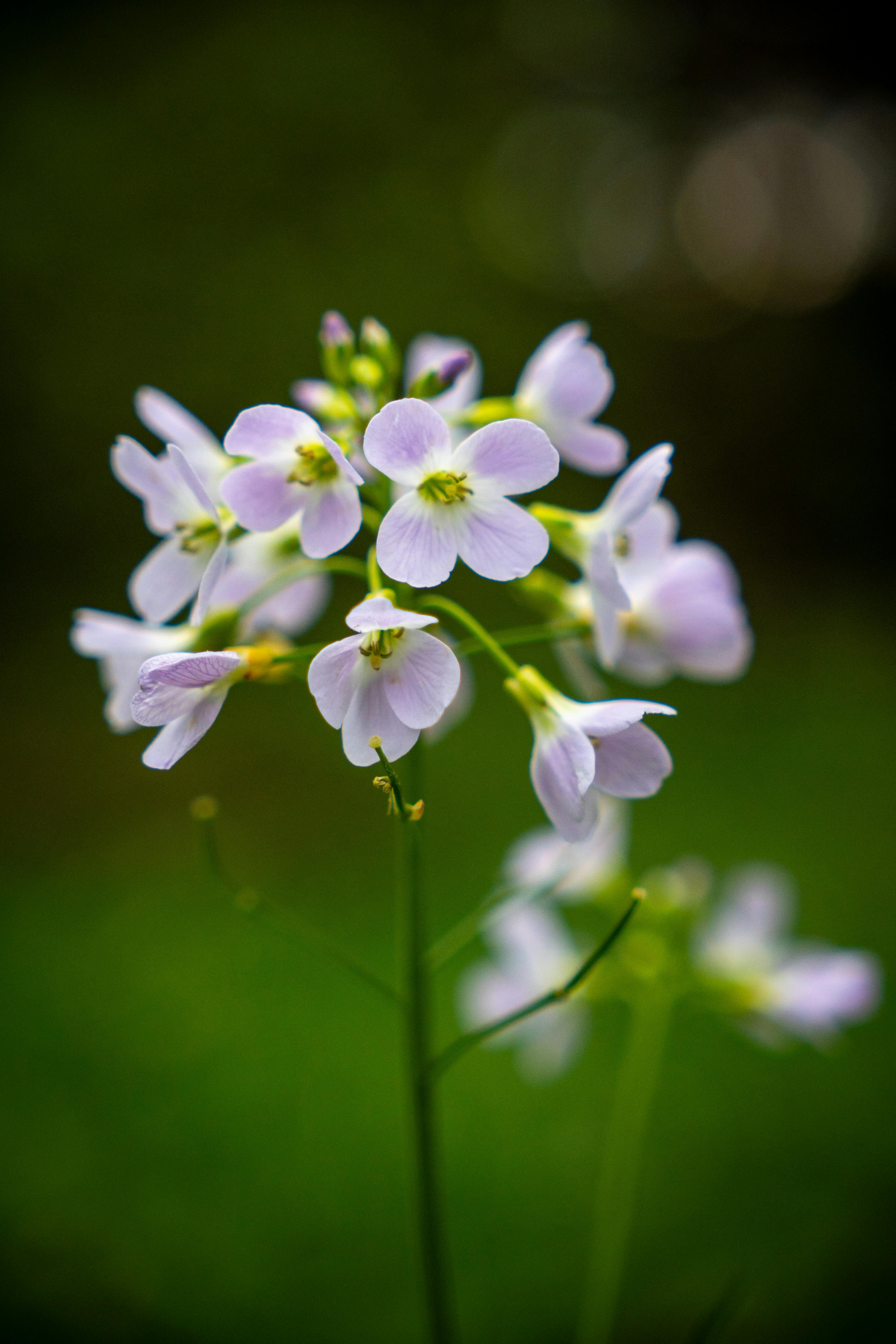 Pink Blooming Cuckoo Flowers · Free Stock Photo